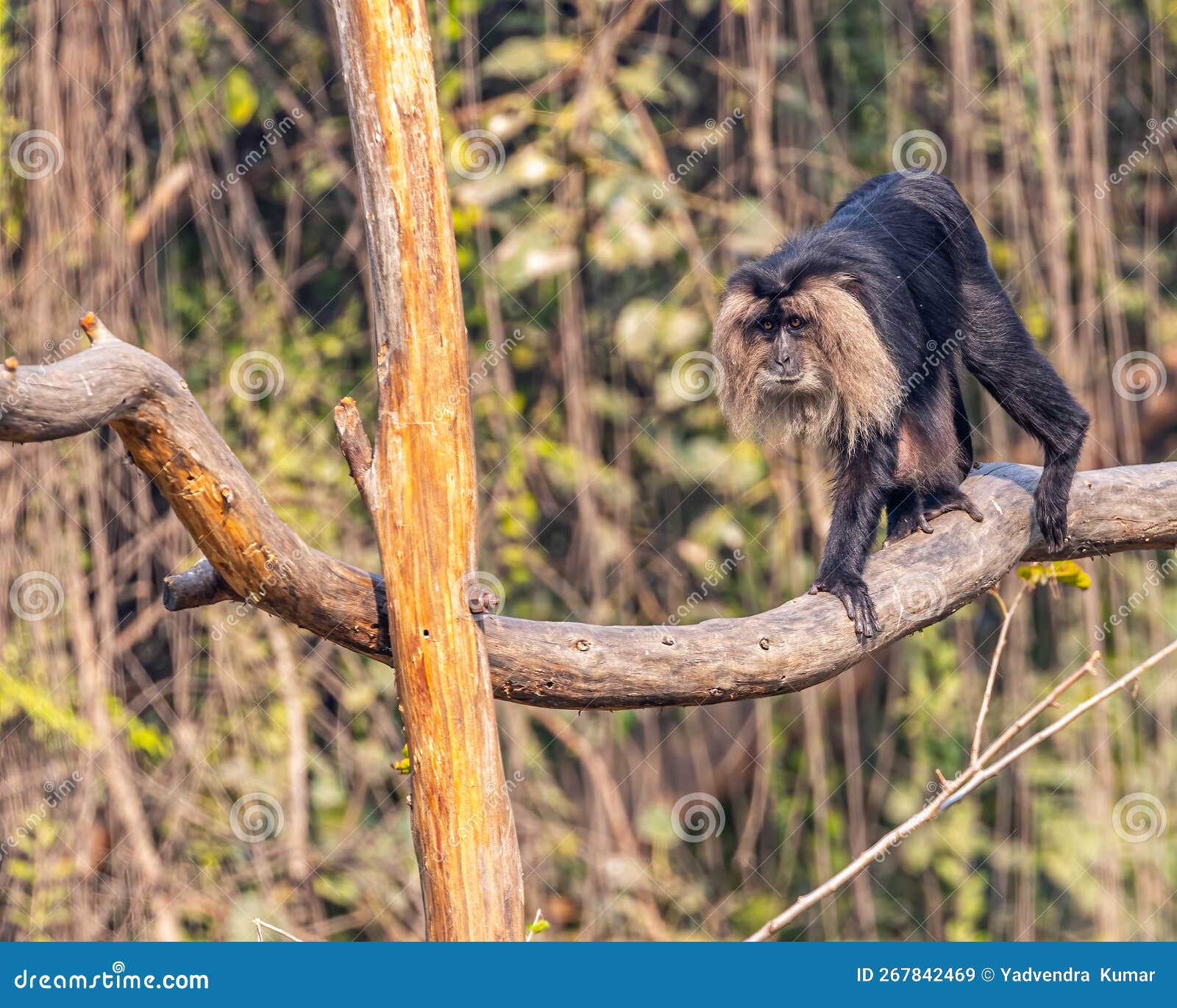 A Lion Head Monkey Walking on a Branch Stock Image - Image of hair ...