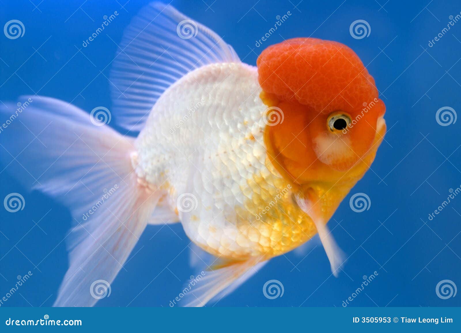 Blue Goldfish
