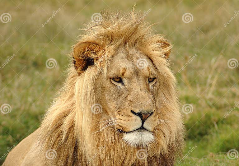Lion head portrait stock image. Image of animals, beast - 1450343