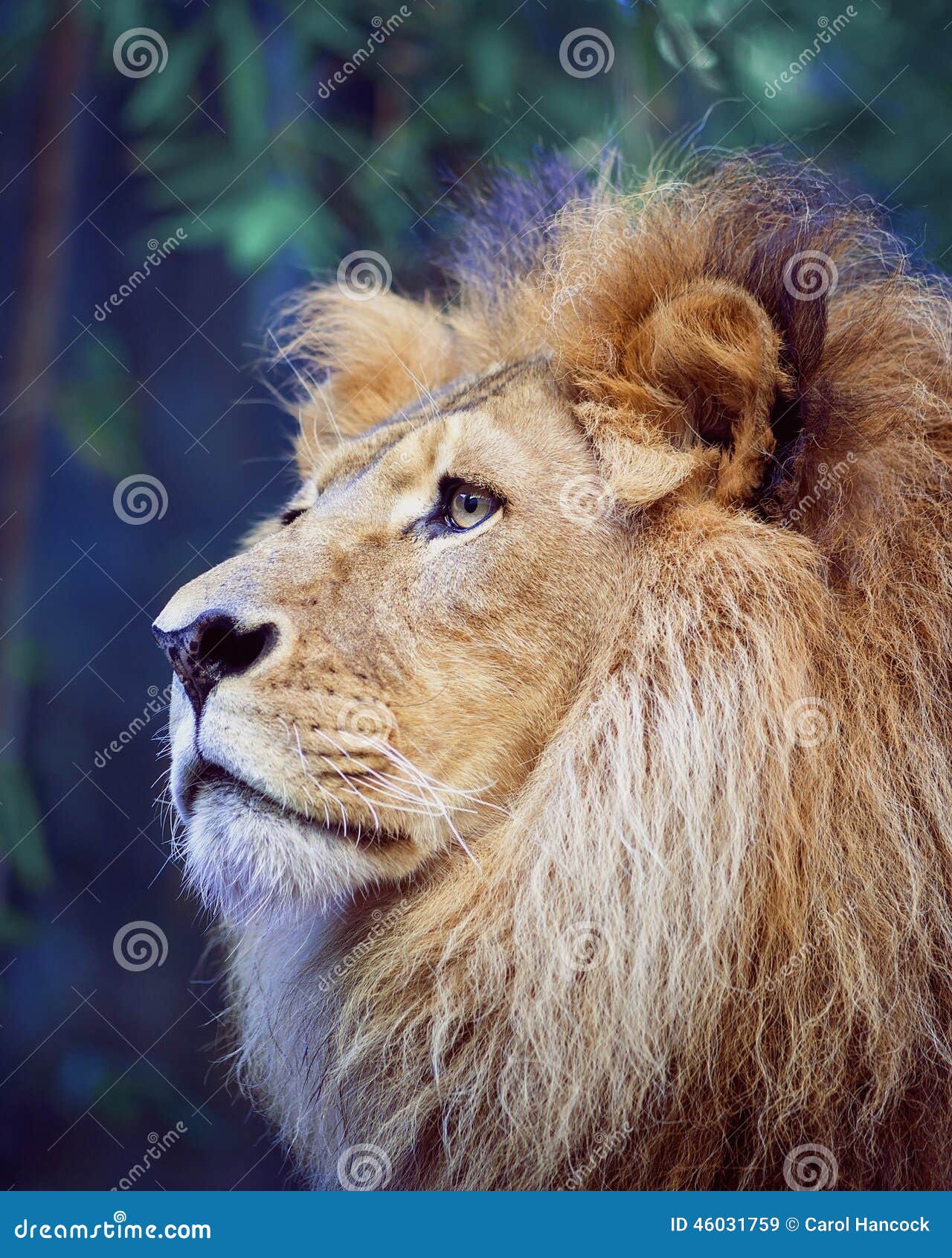 Lion stock image. Image of lion, portrait, mane, male - 46031759