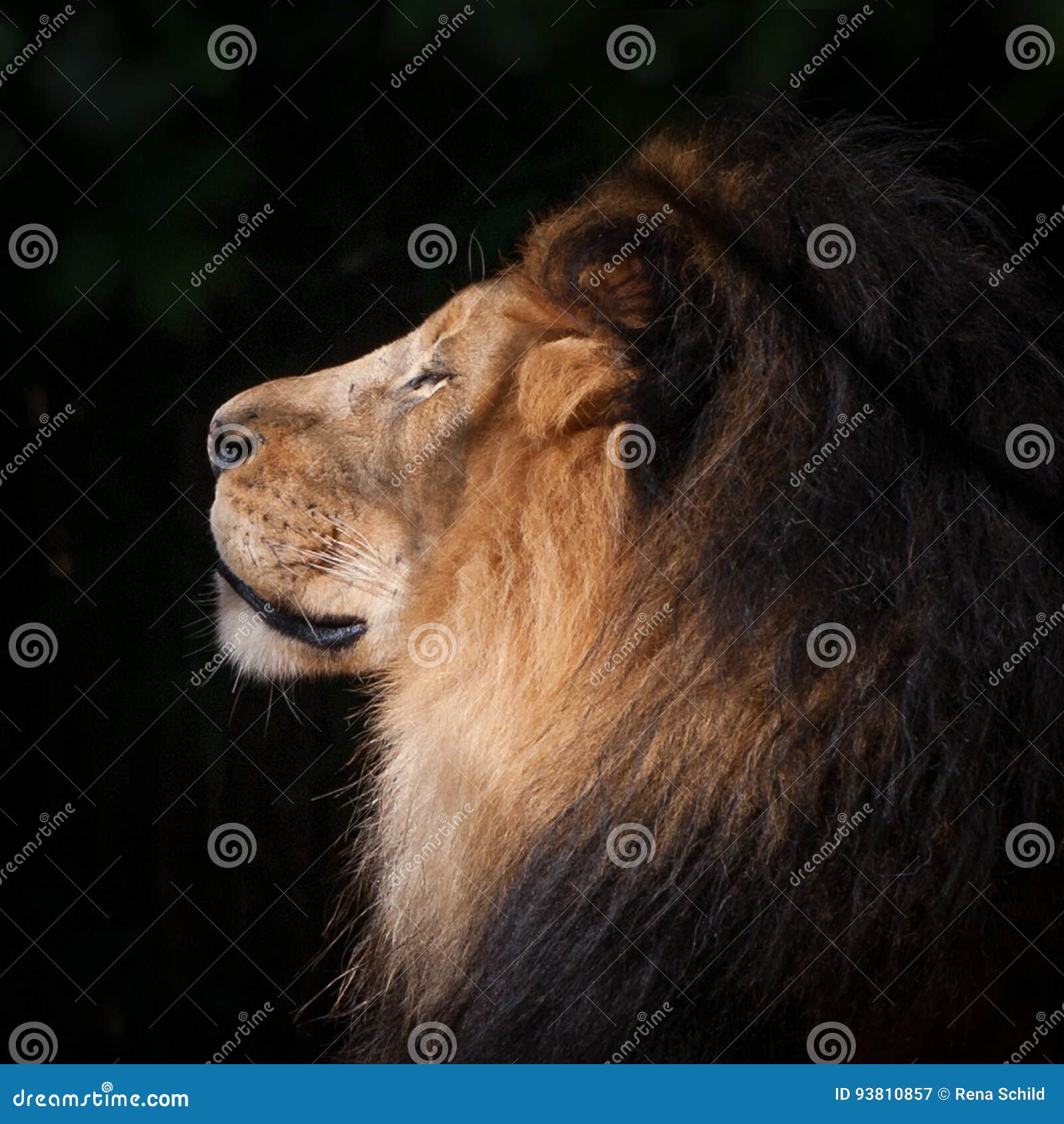 Lion Head stock image. Image of lion, jungle, india, profile - 93810857