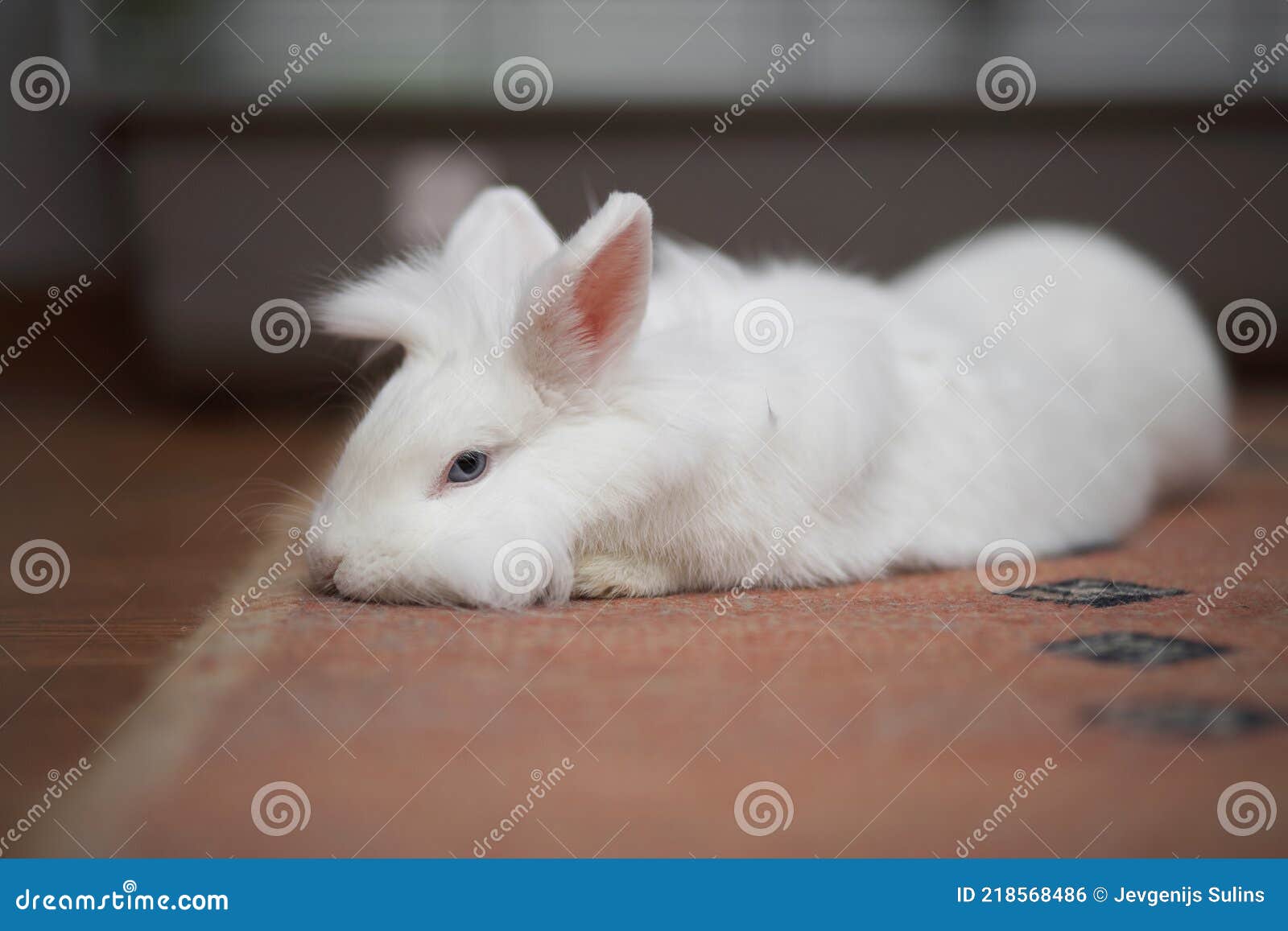 Lion Head Rabbit Laying Down on the Carpet Indoor. Stock Photo - Image ...