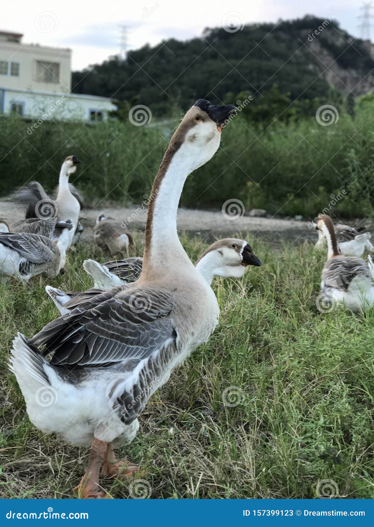 Lion-headed goose stock image. Image of cute, lovely - 157399123