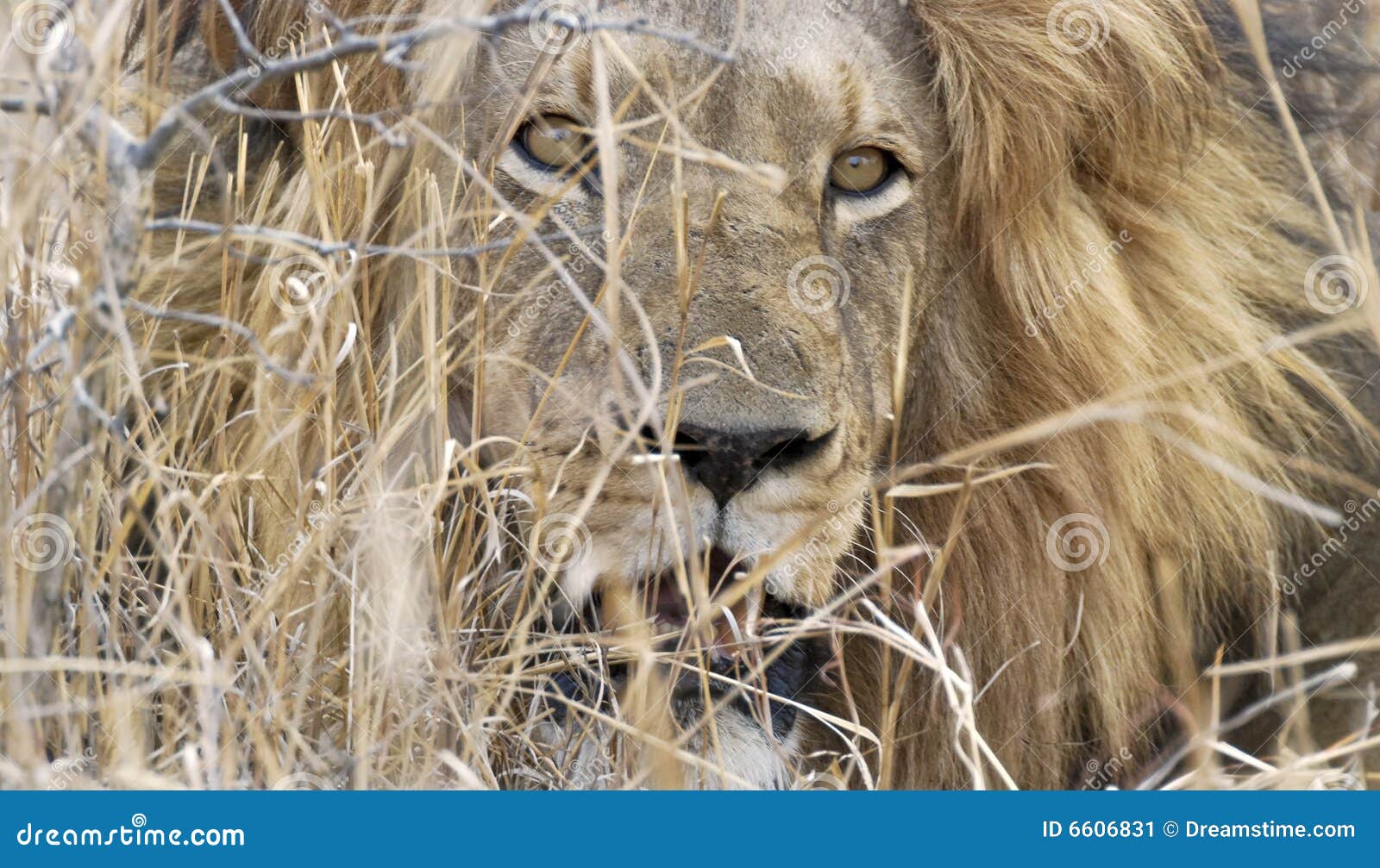 Lion hiding in tall grass stock image. Image of portrait - 6606831