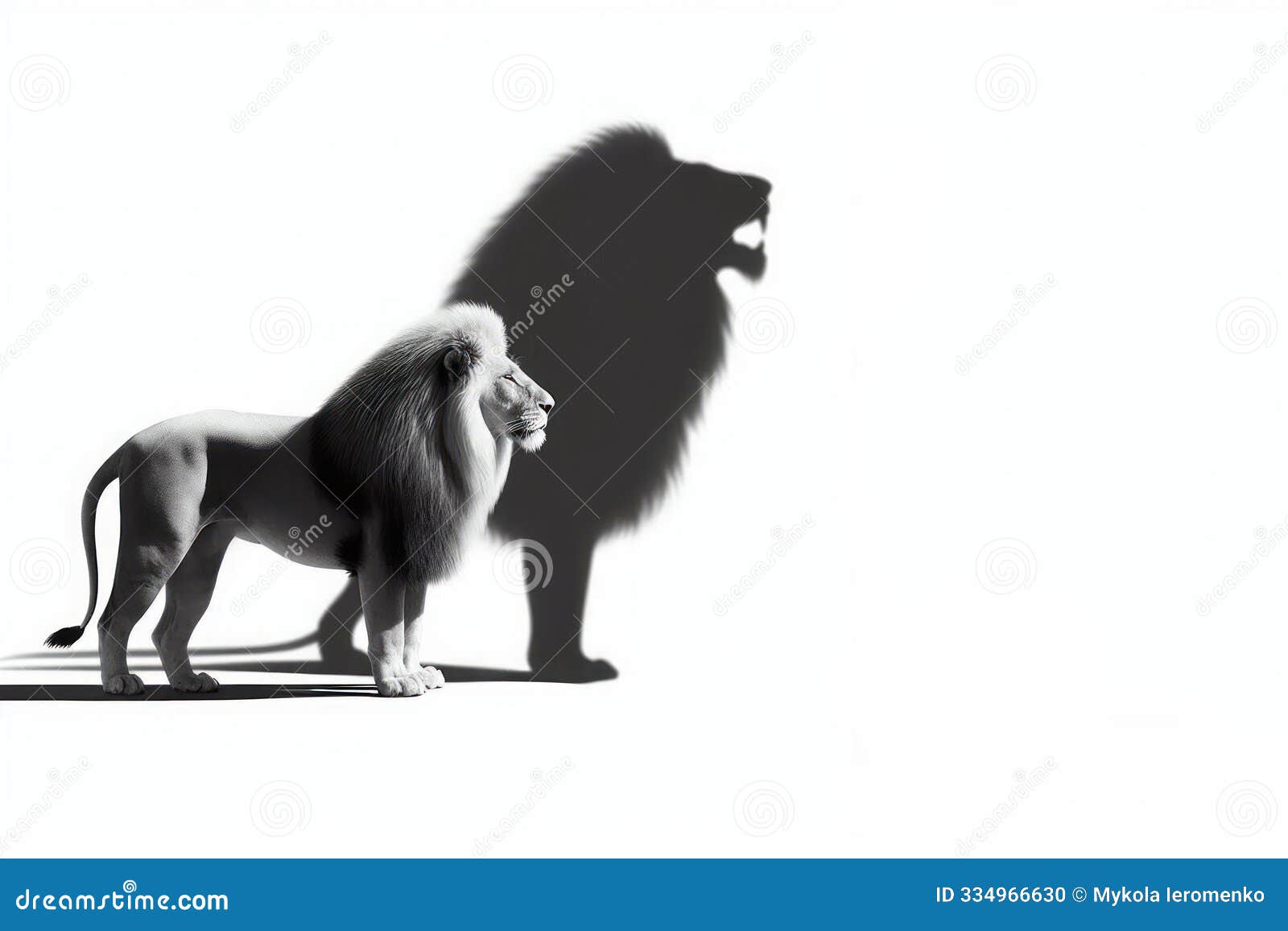 A Lion with a Huge Shadow. Space for Text. Stock Photo - Image of ...