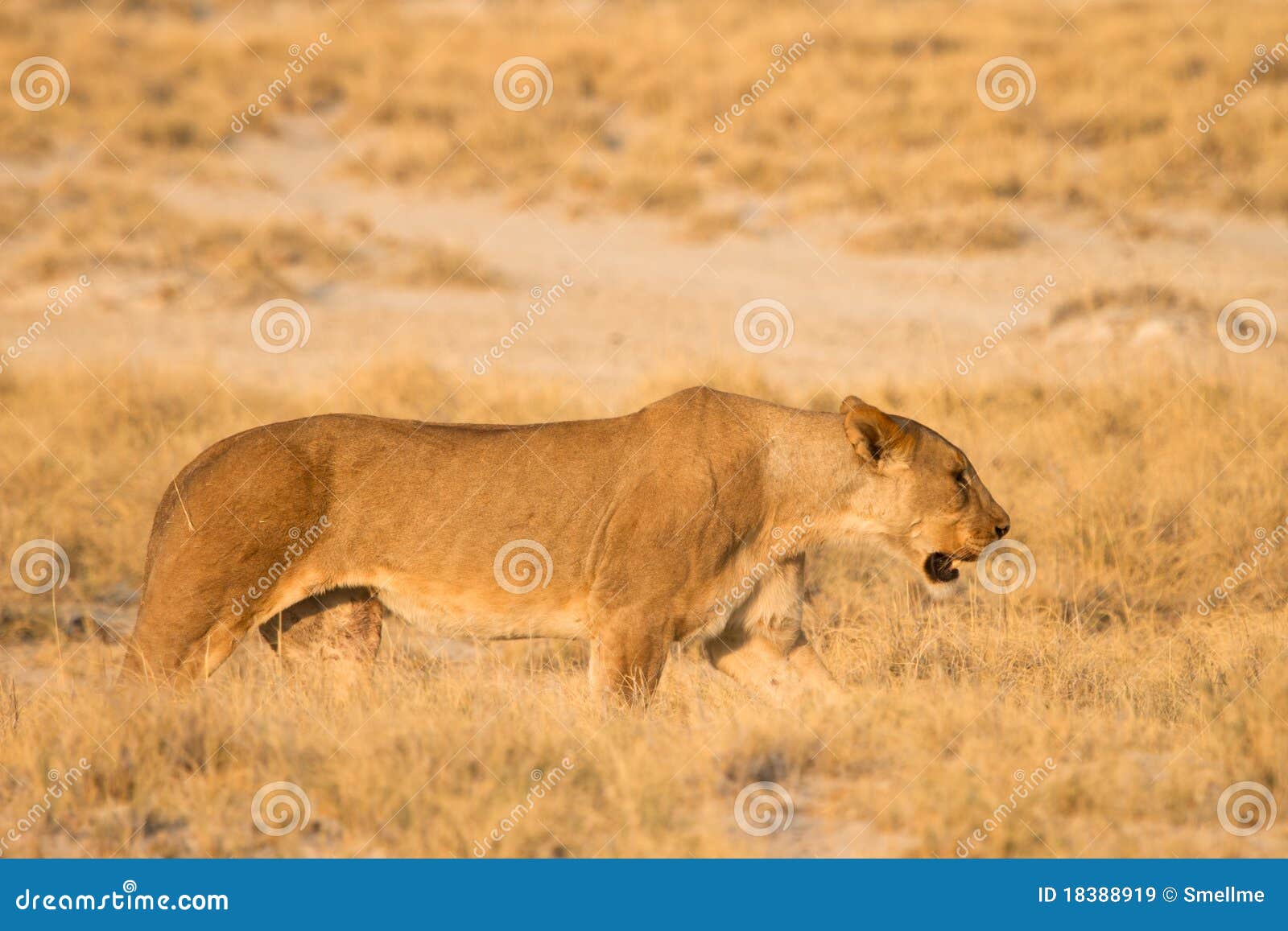 A Creeping Lion Royalty-Free Stock Photography | CartoonDealer.com ...