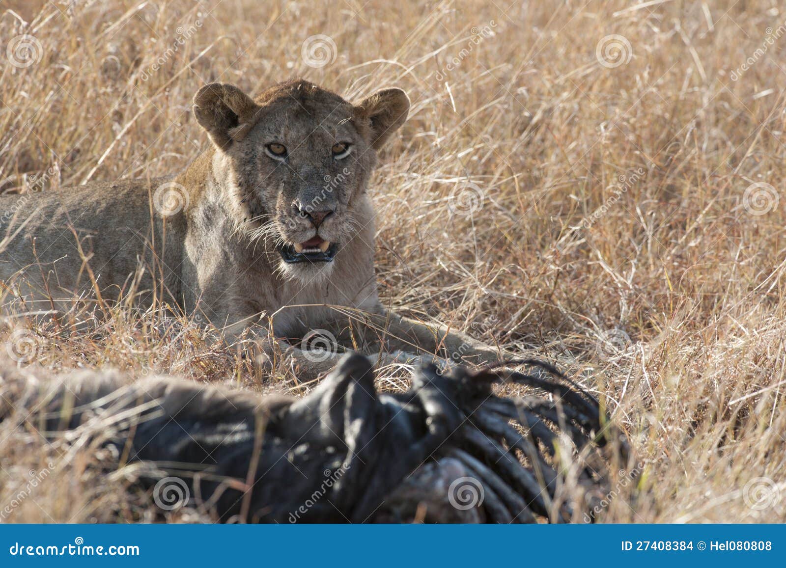 Lion Prey Stock Images - Image: 27408384
