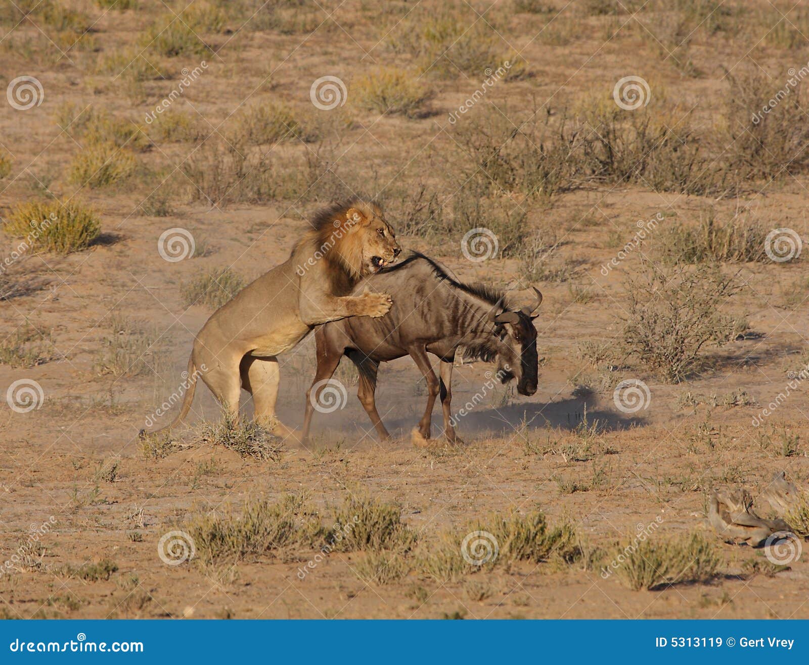 Lion Chasing Wildebeest