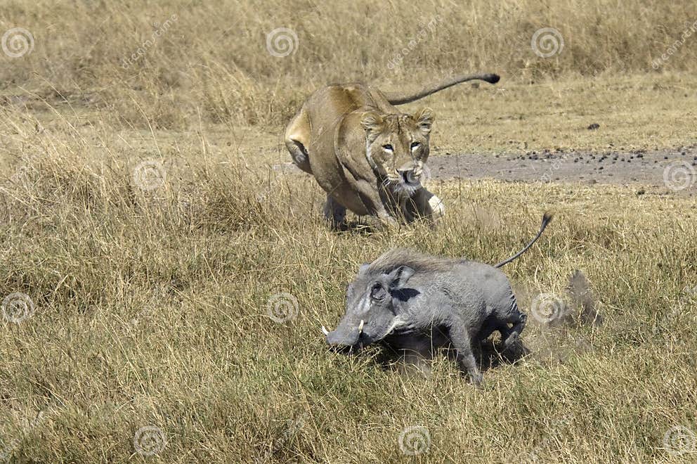 Lion on the hunt stock photo. Image of african, felid - 32928796