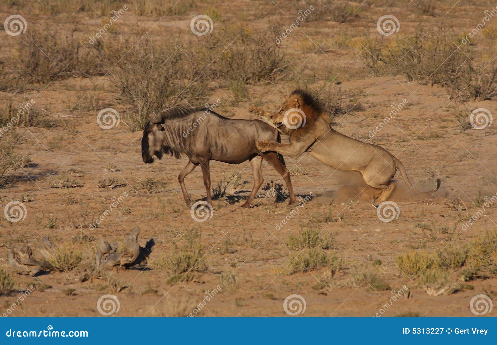 Lion hunt in motion stock image. Image of kill, animal - 5313227