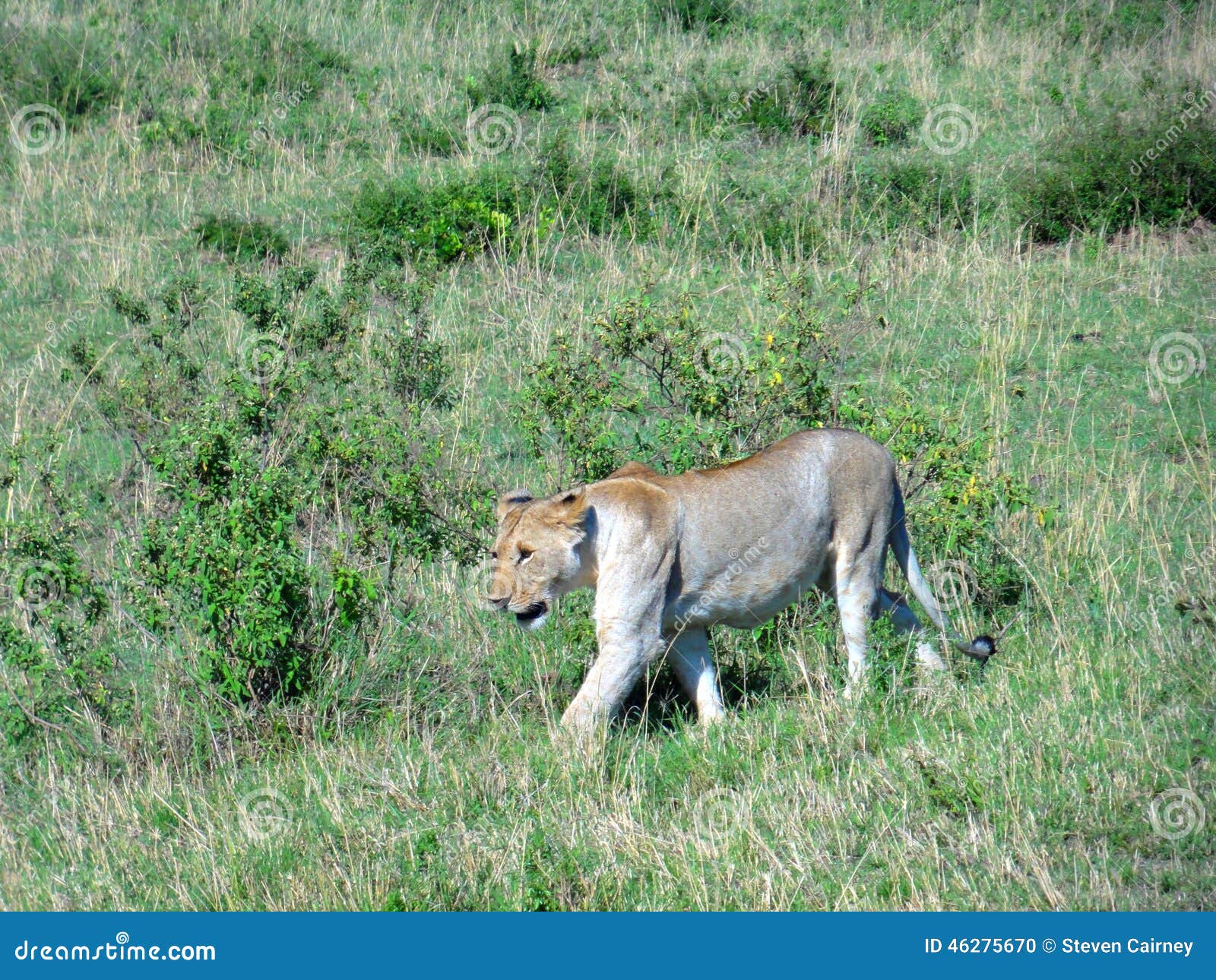 Lion on the hunt stock photo. Image of grazing, lions - 46275670