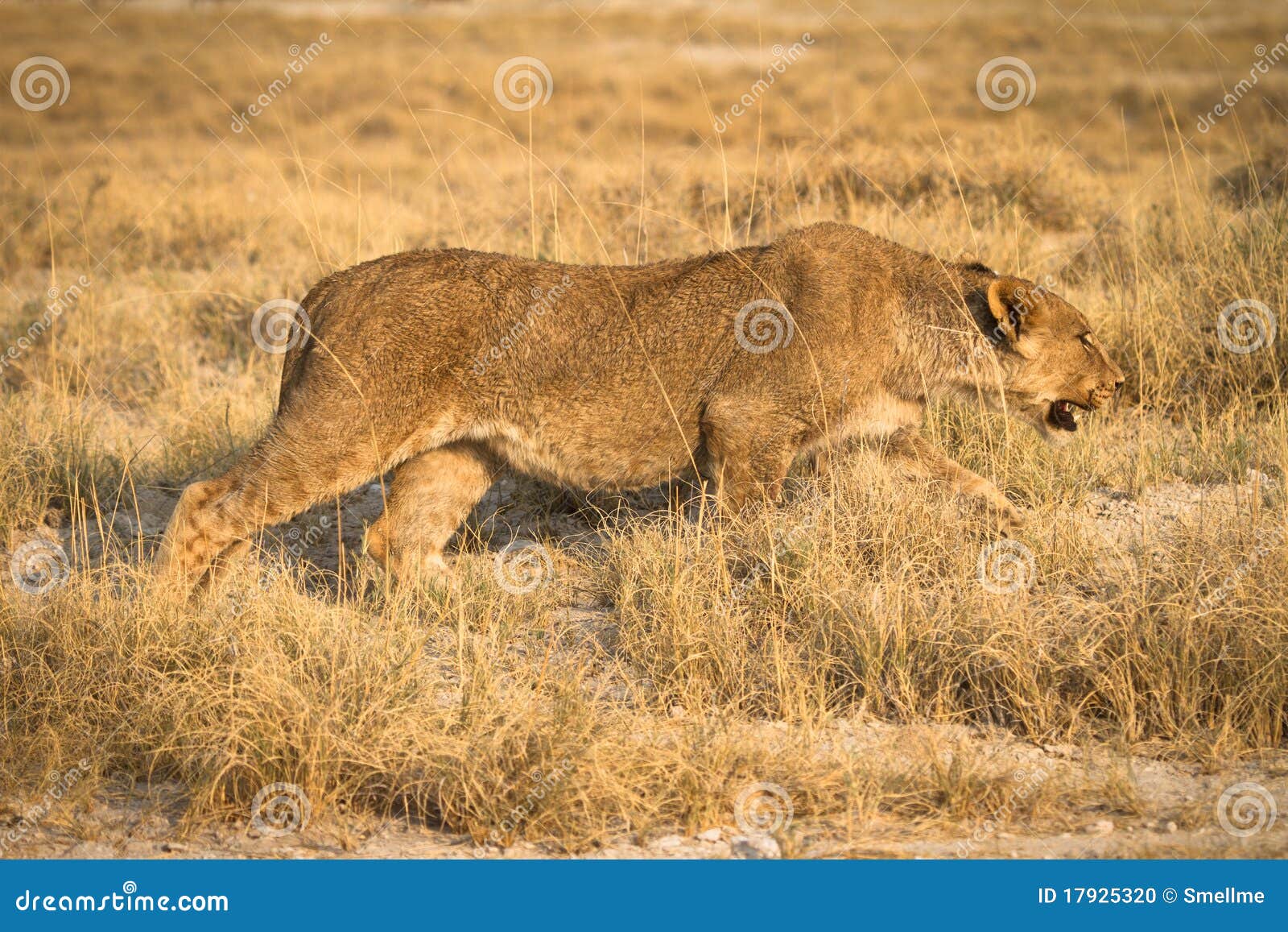 Lion hunting stock photo. Image of look, male, king, lions - 17925320