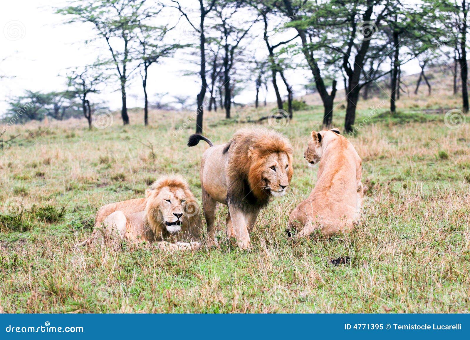 Lion hunting stock image. Image of vacation, adventure - 4771395