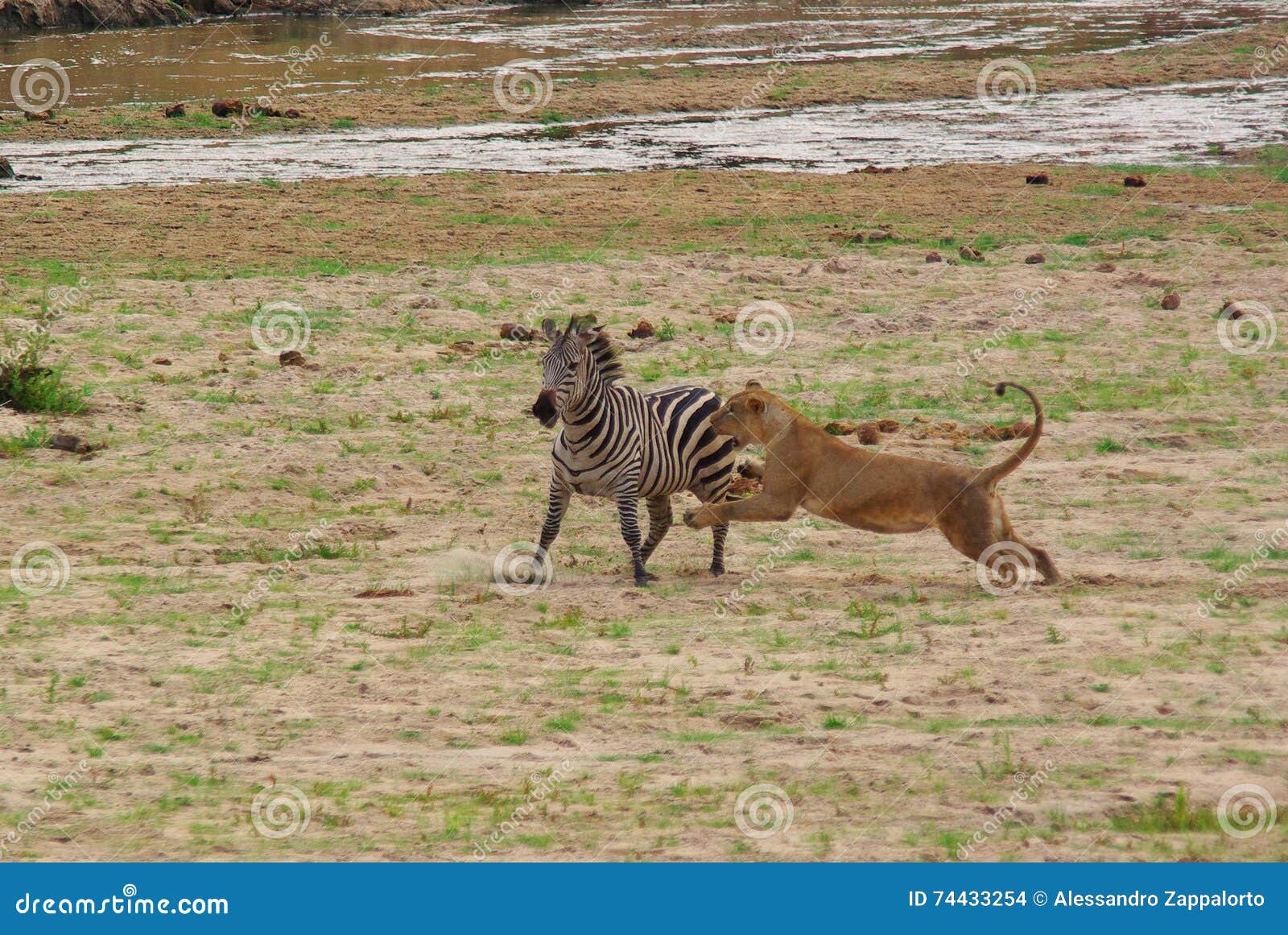 León Que Caza Una Cebra Fotos de stock - Fotos libres de regalías de ...