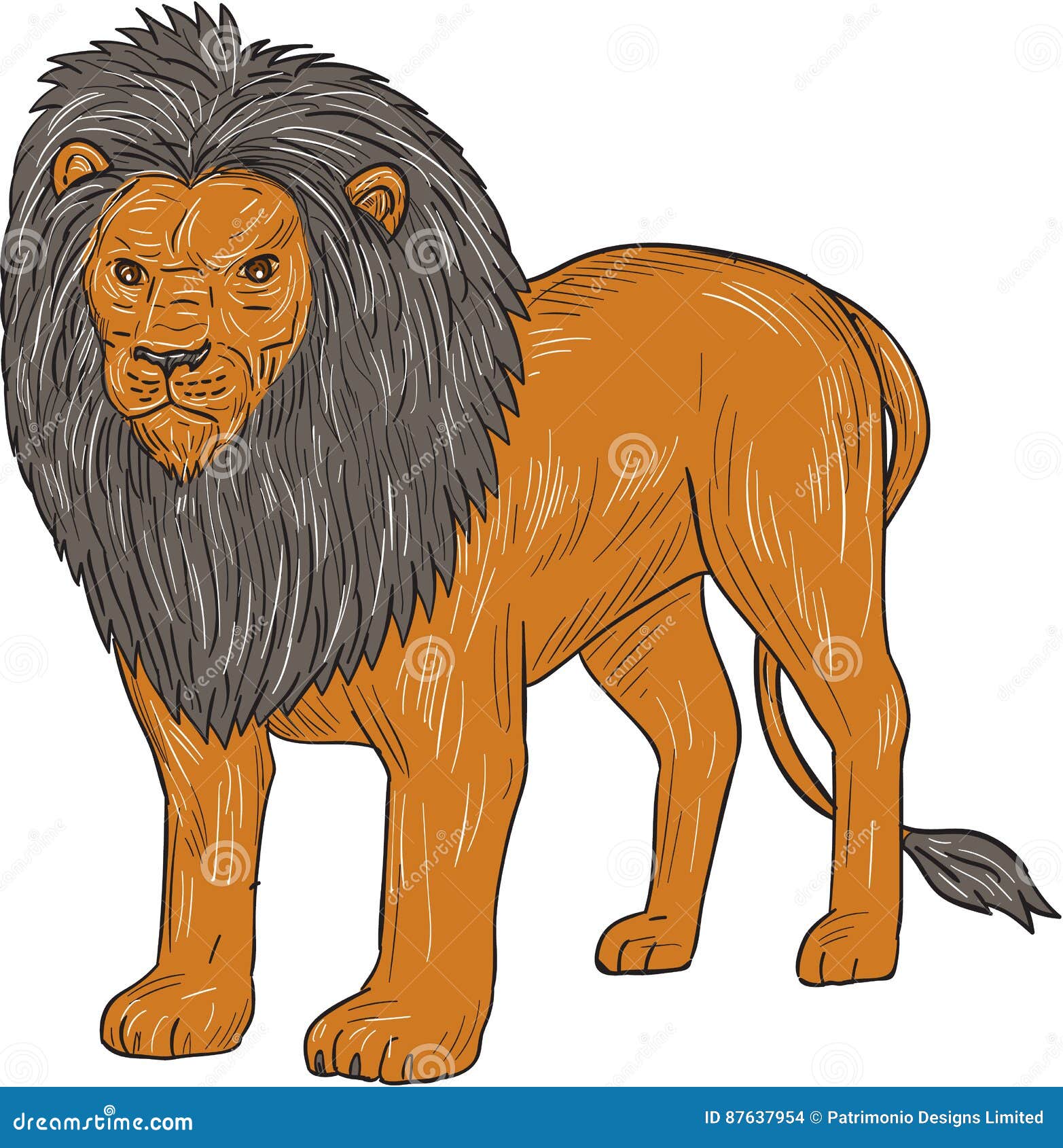 Lion Hunting Surveying Prey Drawing Stock Illustrationer - Illustration ...
