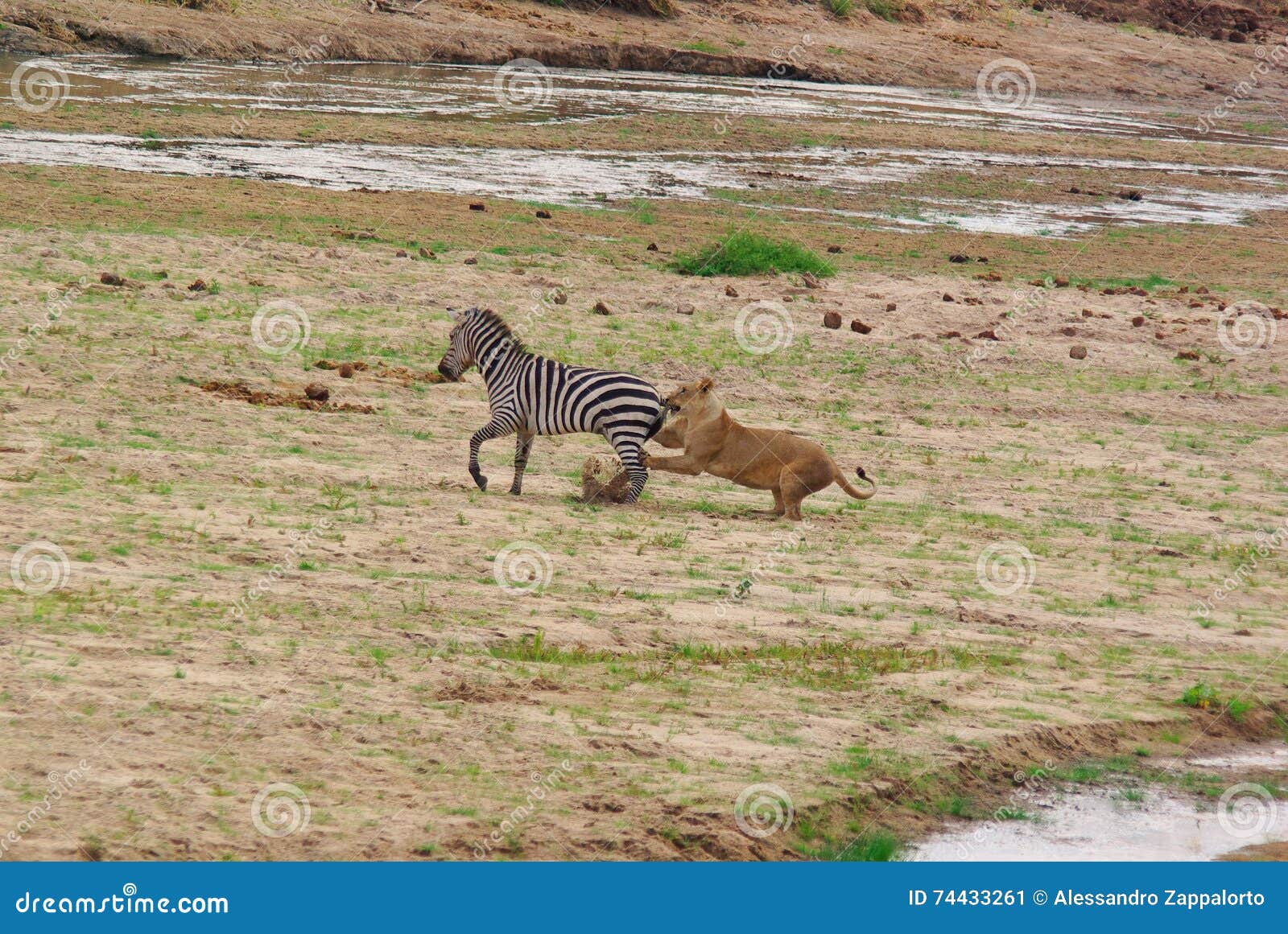 Lion hunts a Zebra stock image. Image of animal, hunter - 74433261