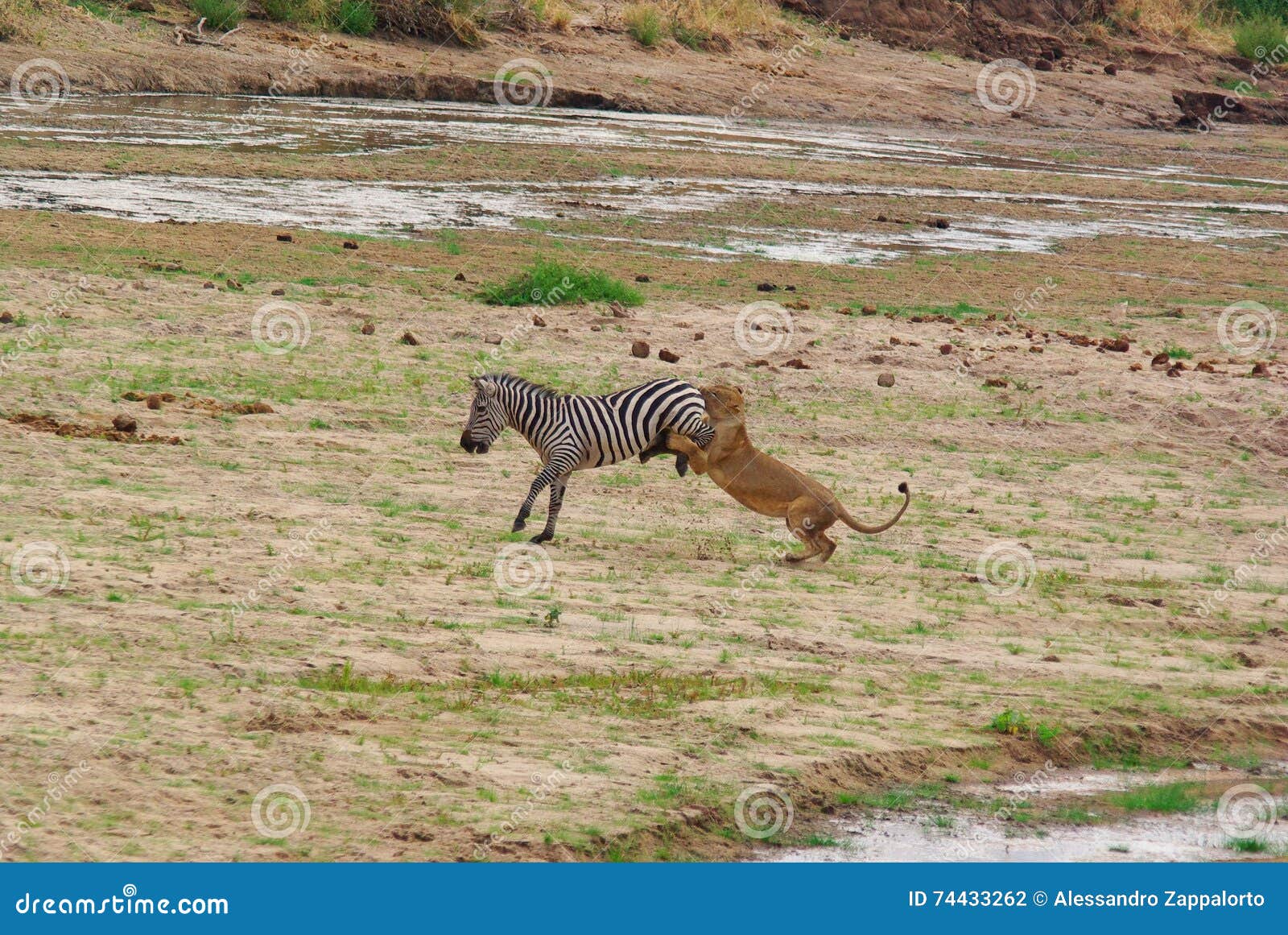 Lion Chasing Zebra