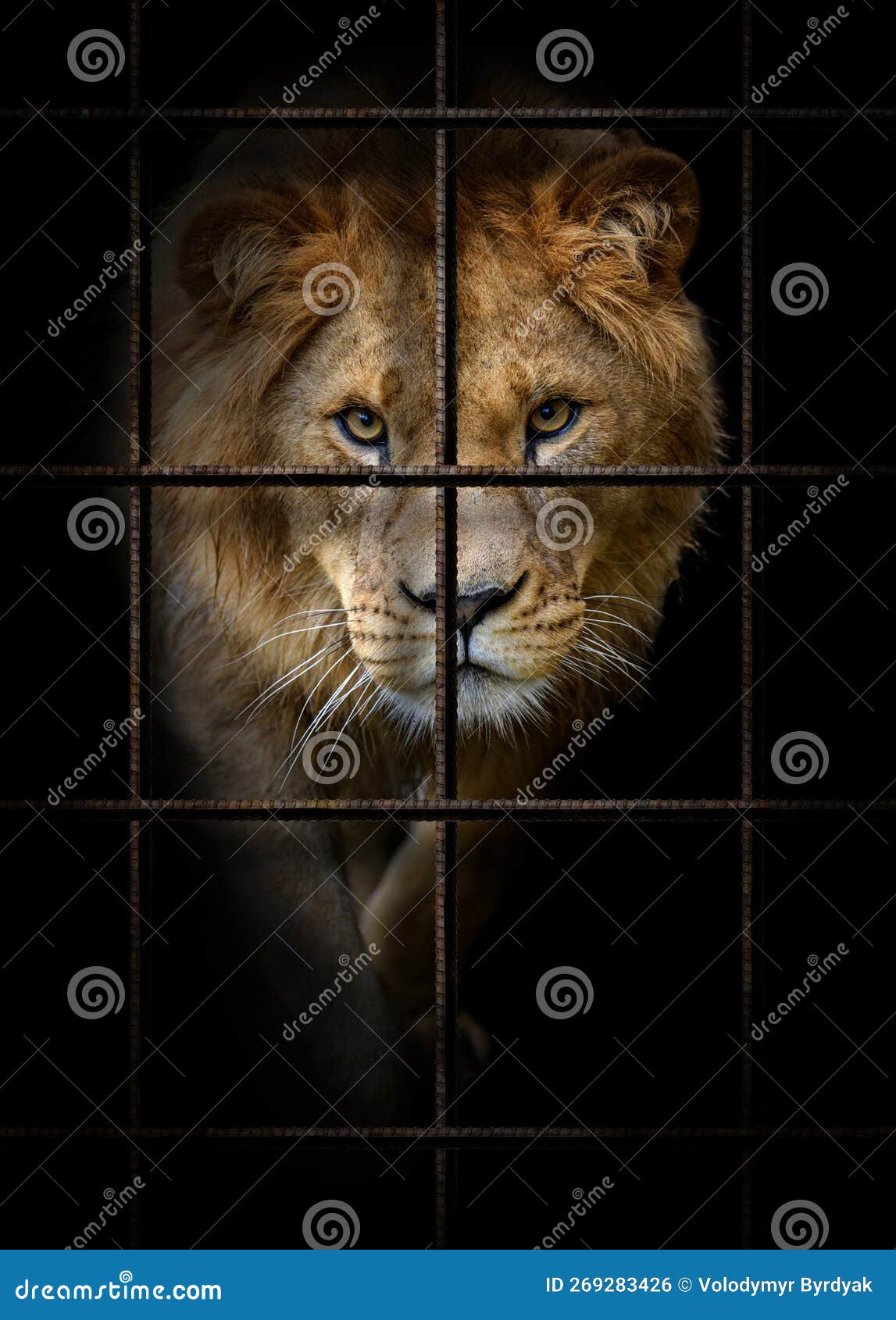 Lion In Cage, Generative By AI Royalty-Free Stock Photography ...