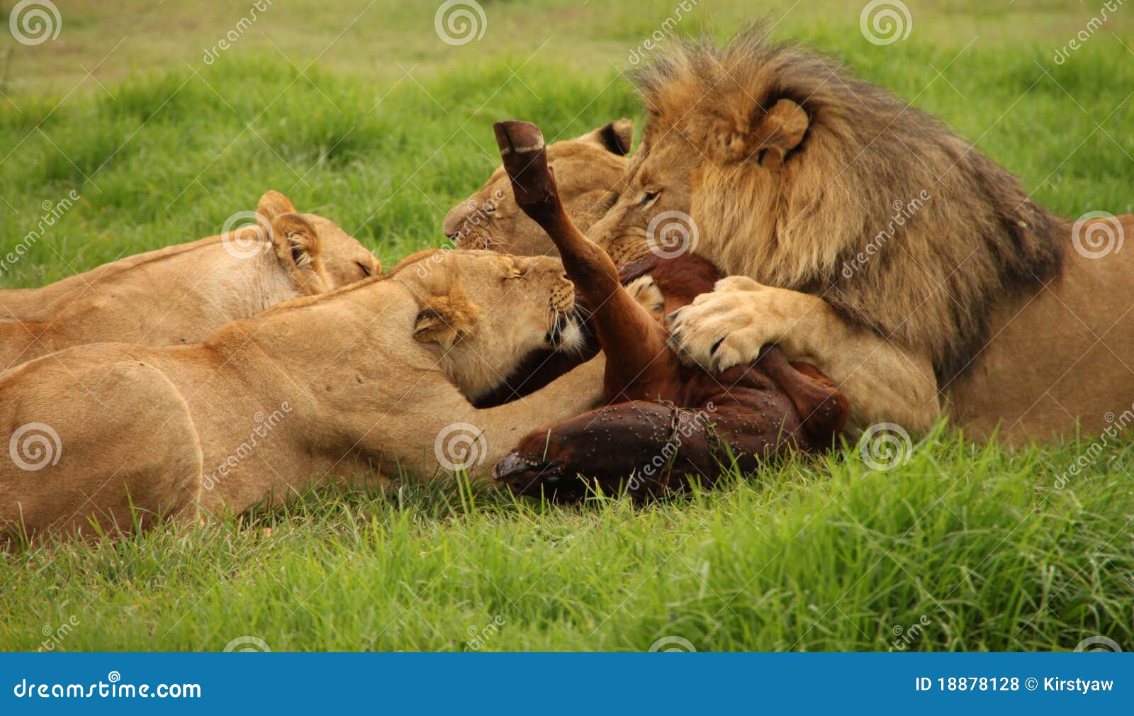 Lion kill stock photo. Image of lion, travel, animal - 18878128