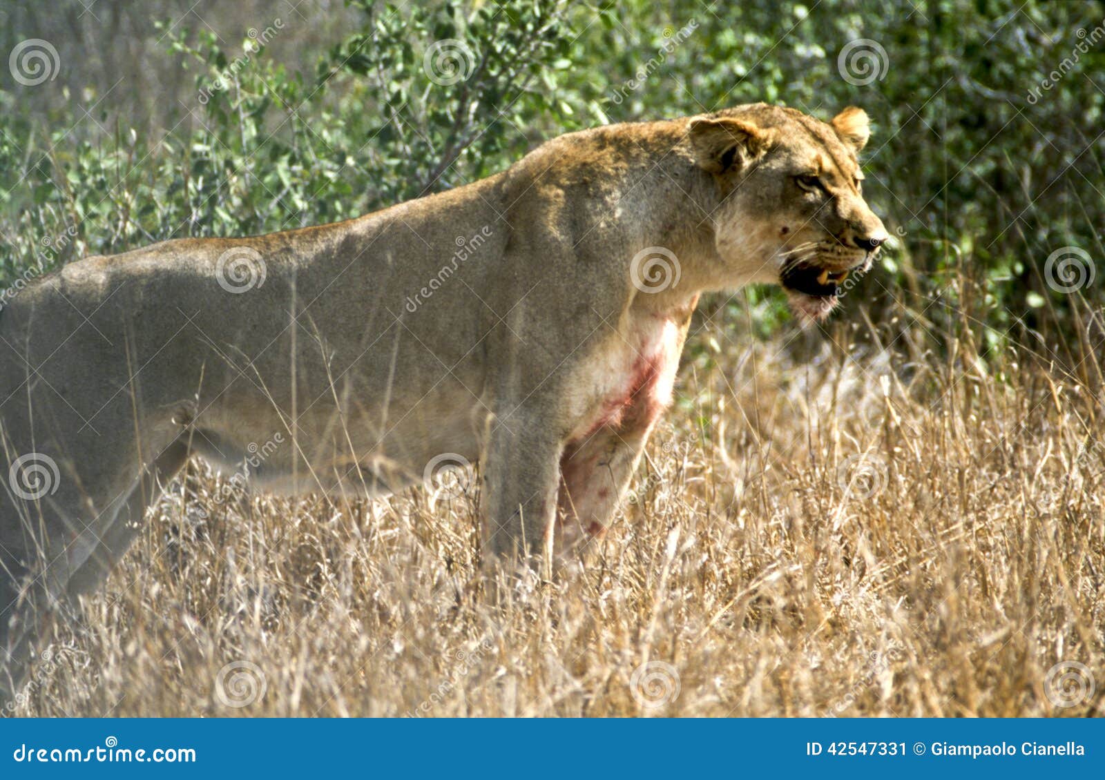 Lion killing stock image. Image of outdoors, attacking - 42547331