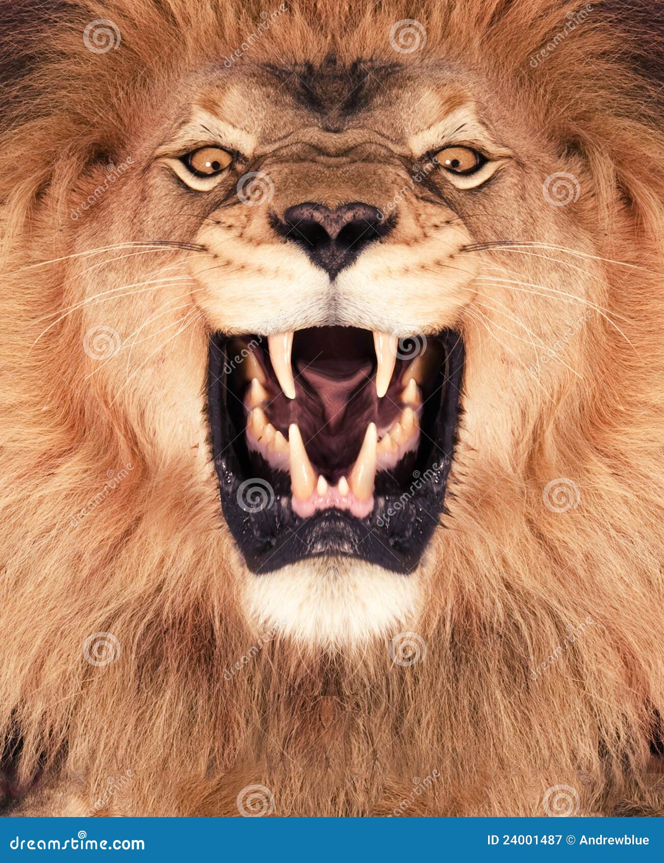 Lion Front Face Roar Stock Photos - Free & Royalty-Free Stock Photos ...