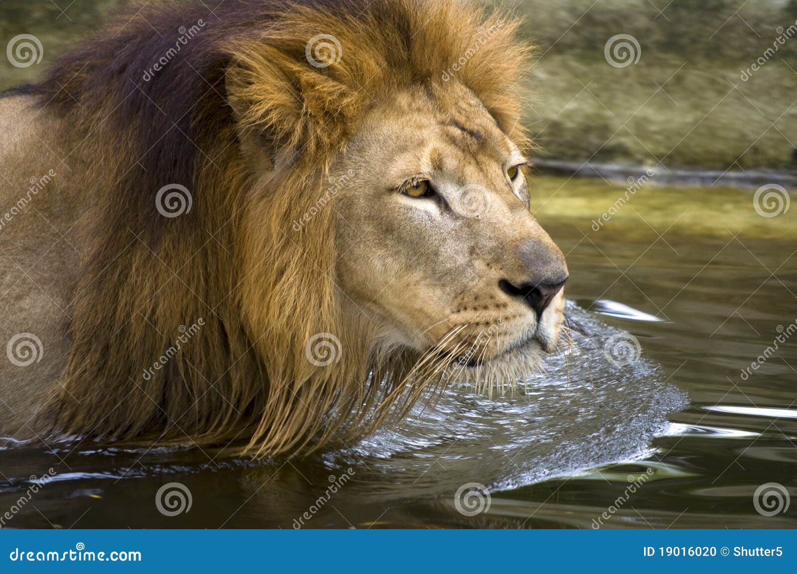 Lion King Cooling Down in River. Stock Photo - Image of humid, large ...