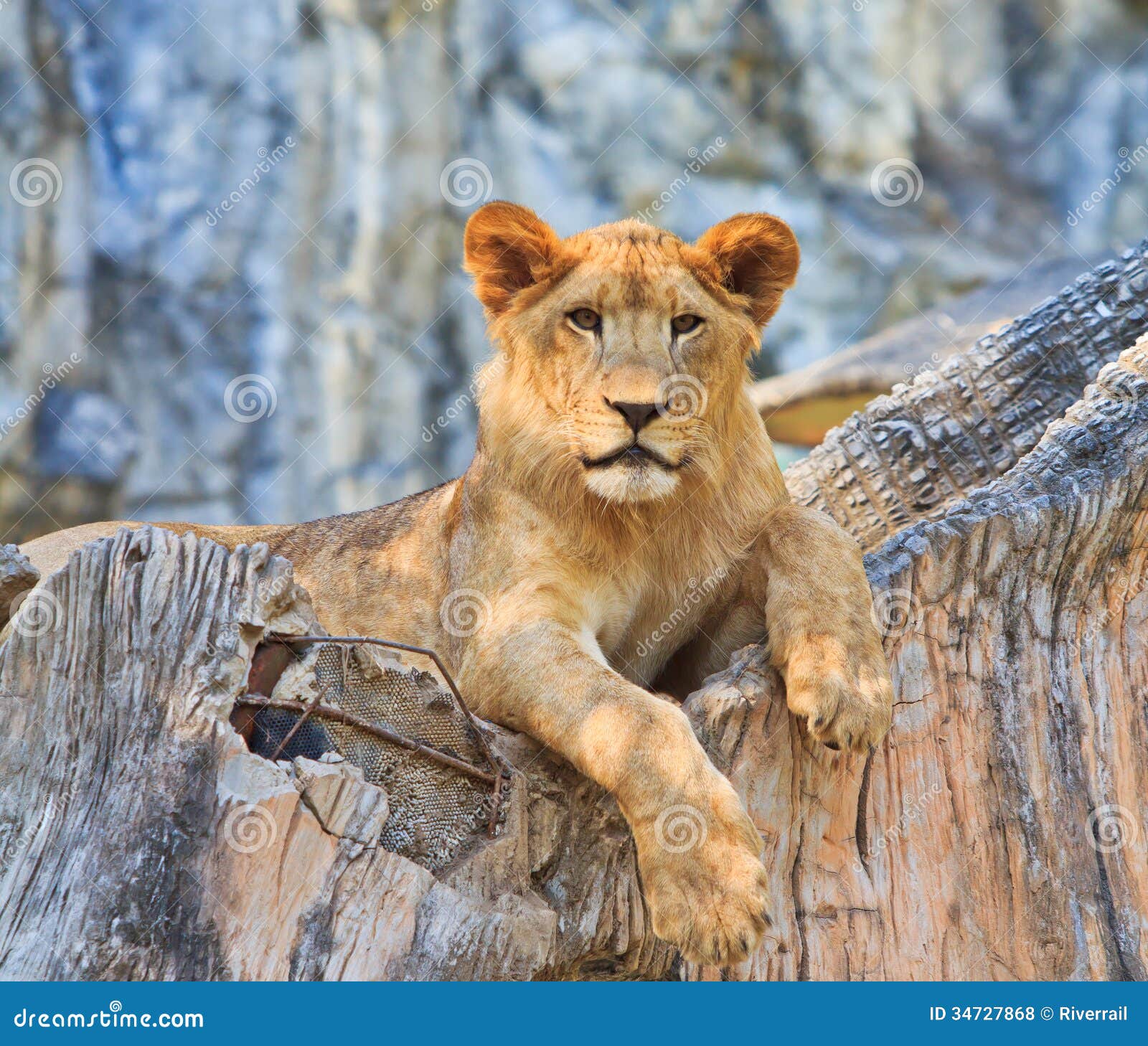 Lion stock photo. Image of east, grasslands, close, mammal - 34727868