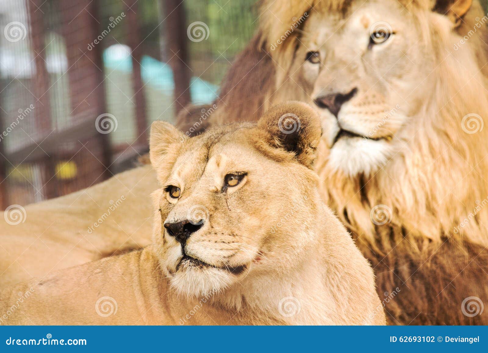 Lion King and his wife stock photo. Image of lion, lioness - 62693102
