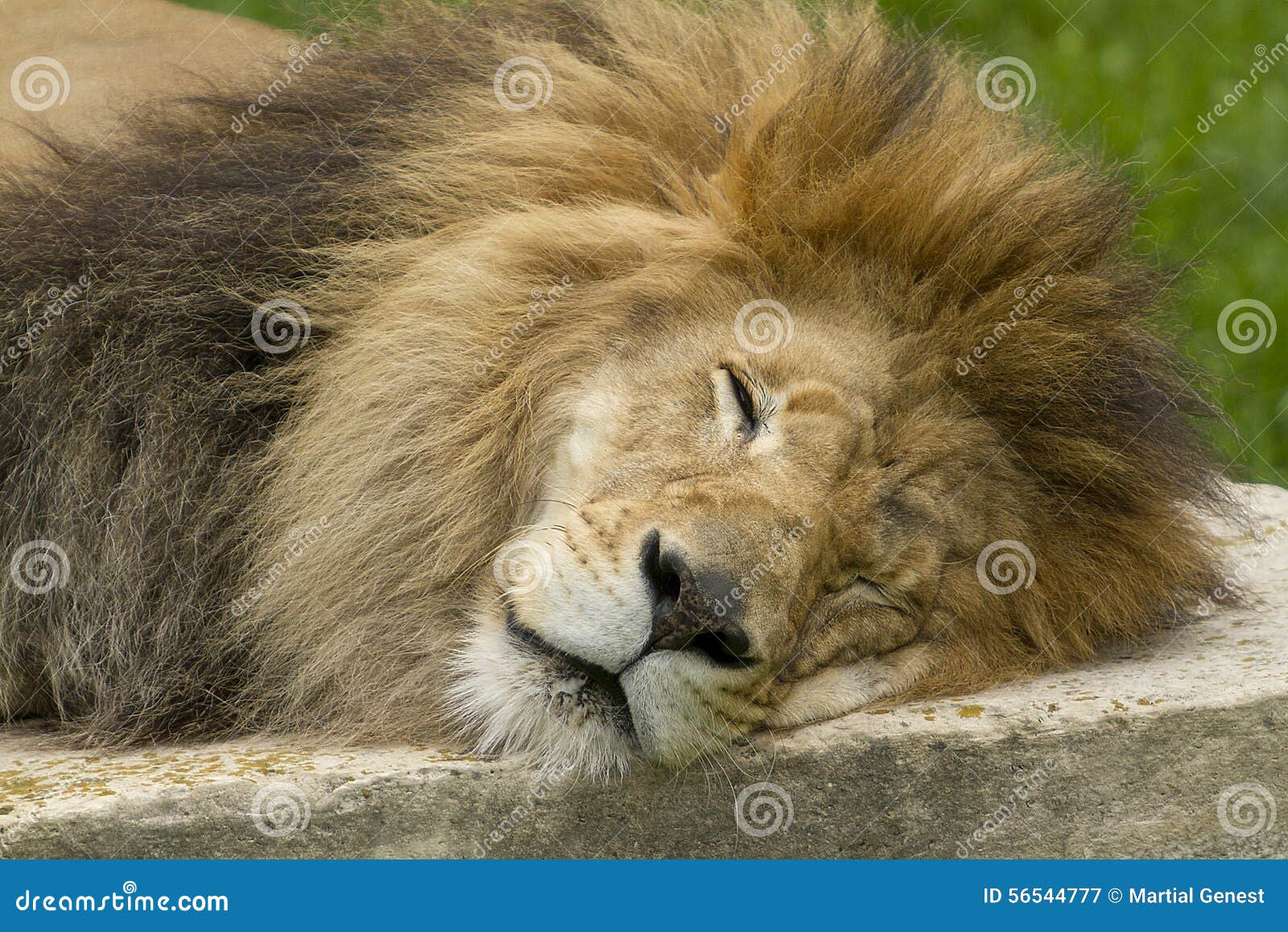 Lion stock image. Image of hunter, rest, napping, animal - 56544777