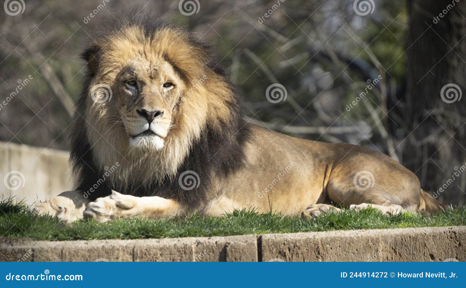 Lion King at the zoo stock photo. Image of smithsonian - 244914272