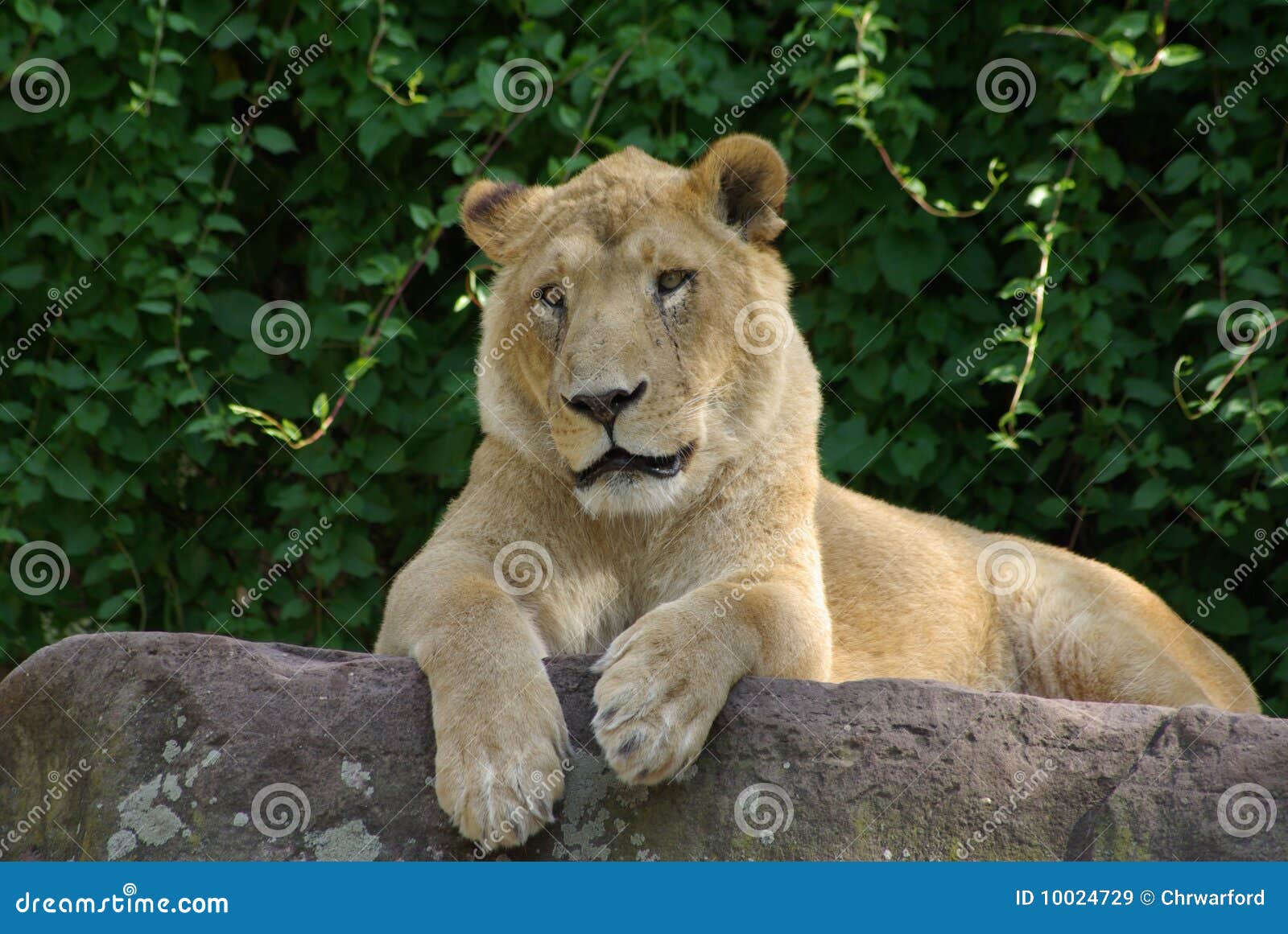 Lion lady stock image. Image of nature, animal, wildlife - 10024729