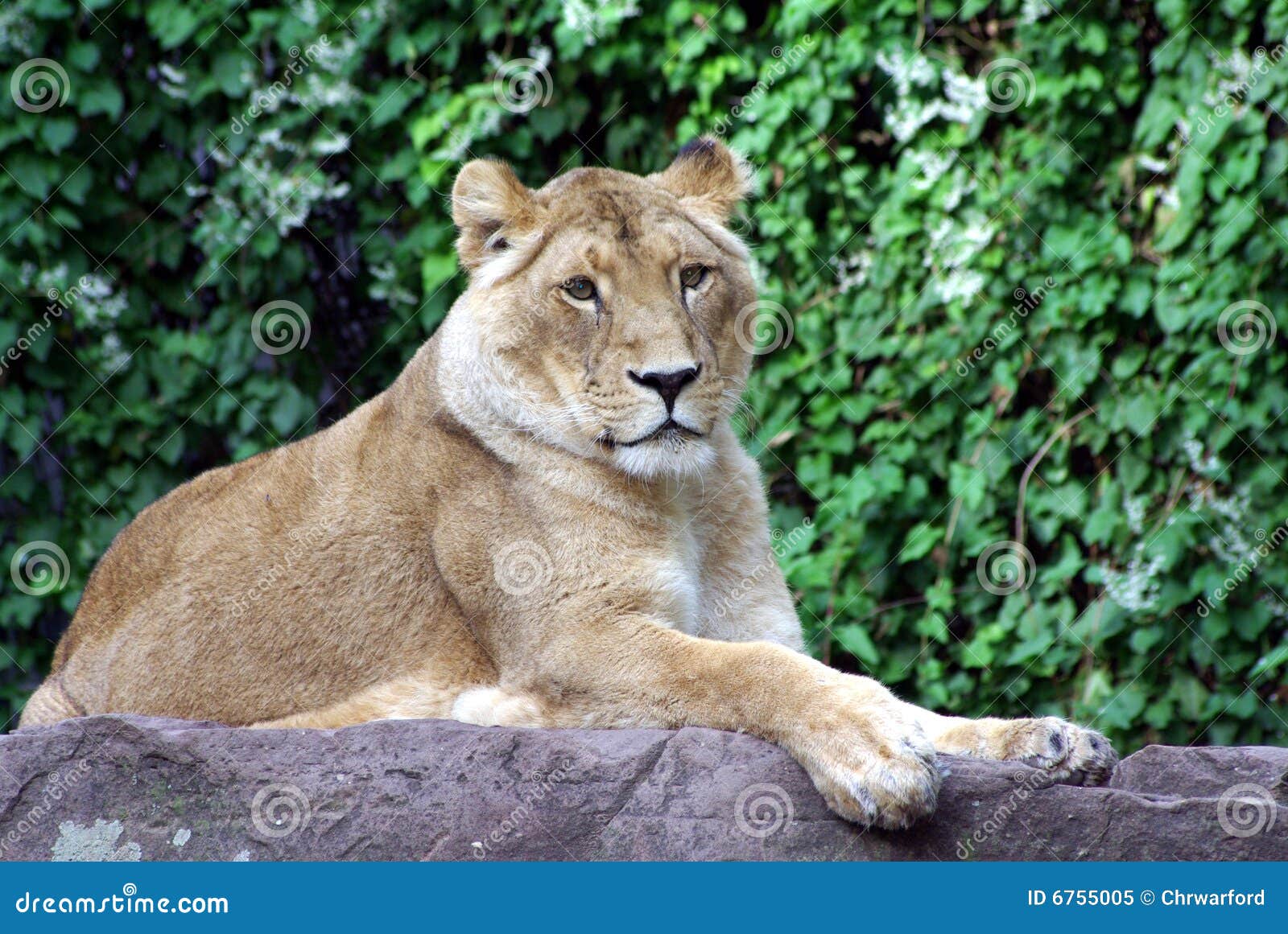 Lion lady stock image. Image of outdoor, lion, mammal - 6755005
