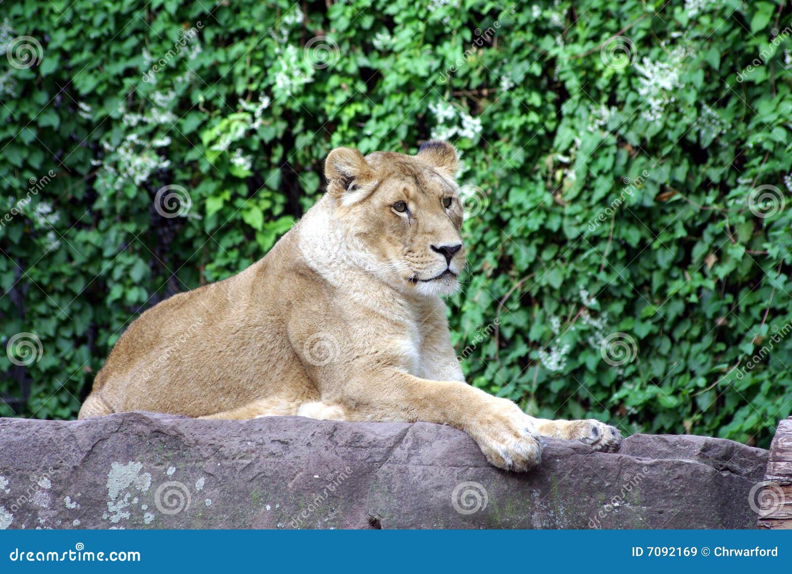 Lion lady stock image. Image of lion, outdoor, wildlife - 7092169