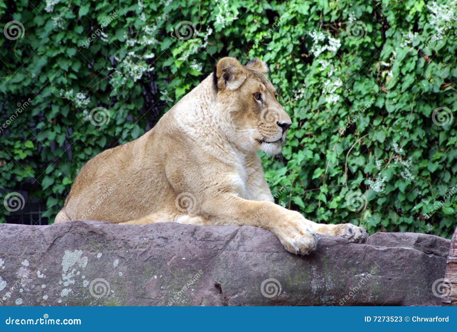 Lion lady stock image. Image of mammal, outdoor, grass - 7273523