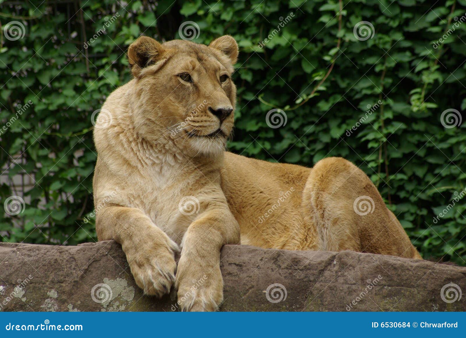 Lion lady laying down stock photo. Image of danger, lion - 6530684