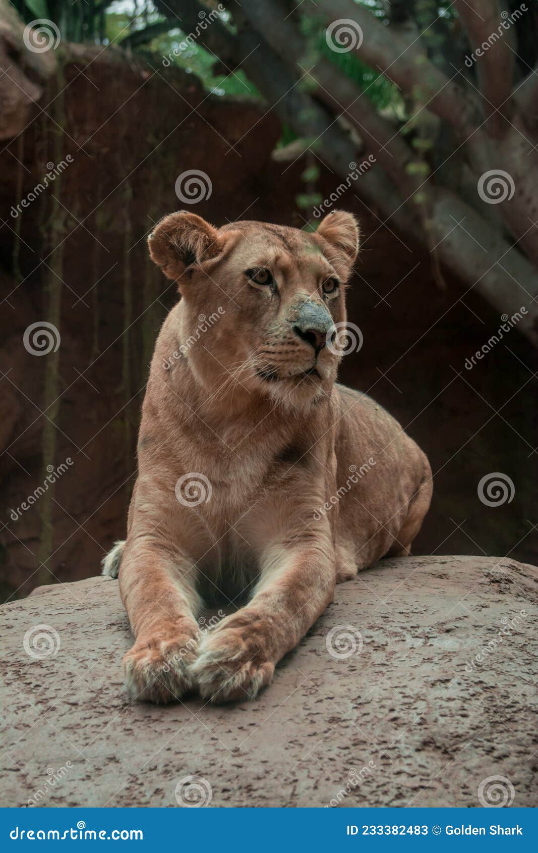 A Lion Lady in the Loro Parque, Tenerife Stock Image - Image of male ...