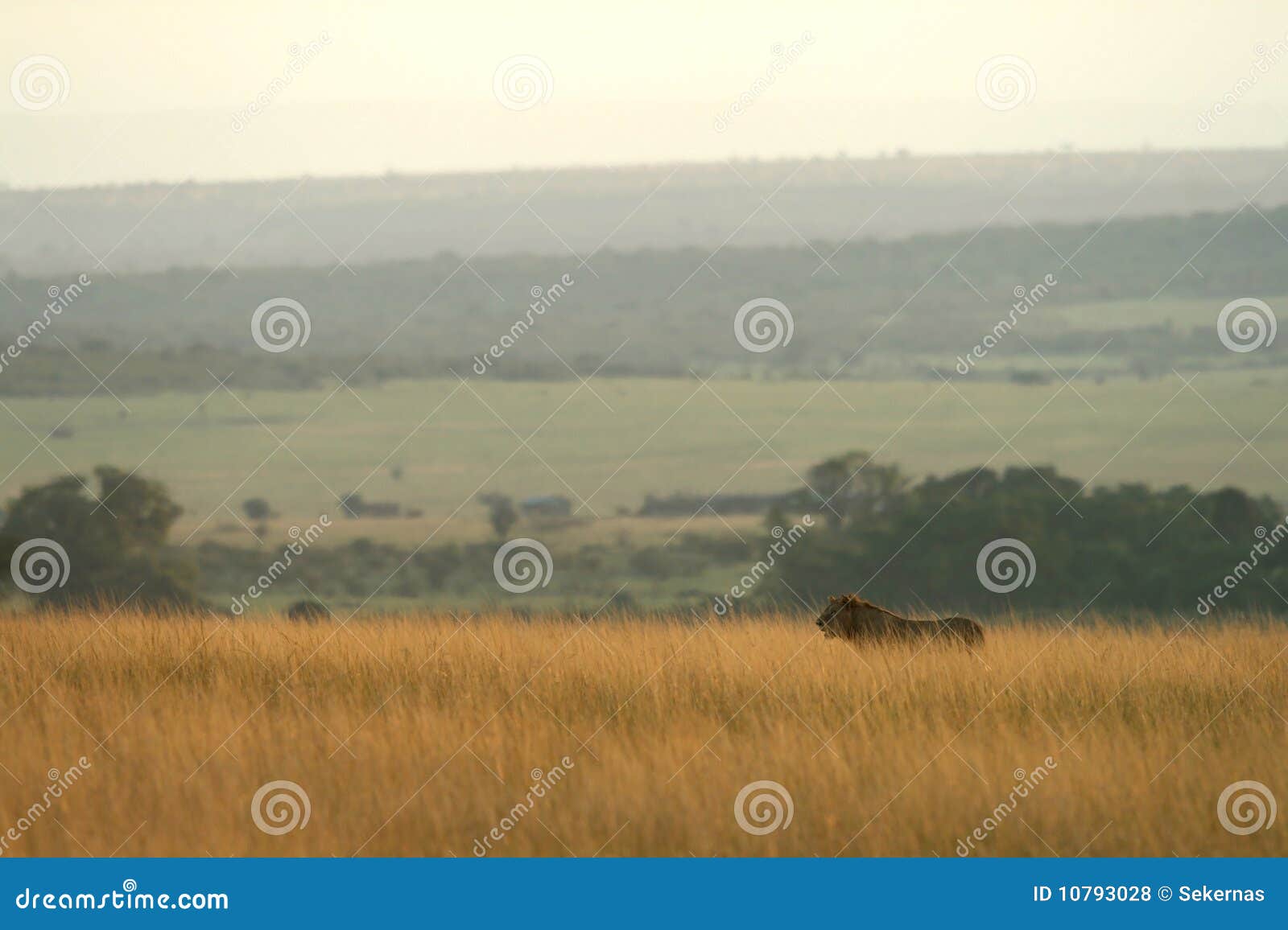 Lion landscape stock photo. Image of felines, game, african - 10793028