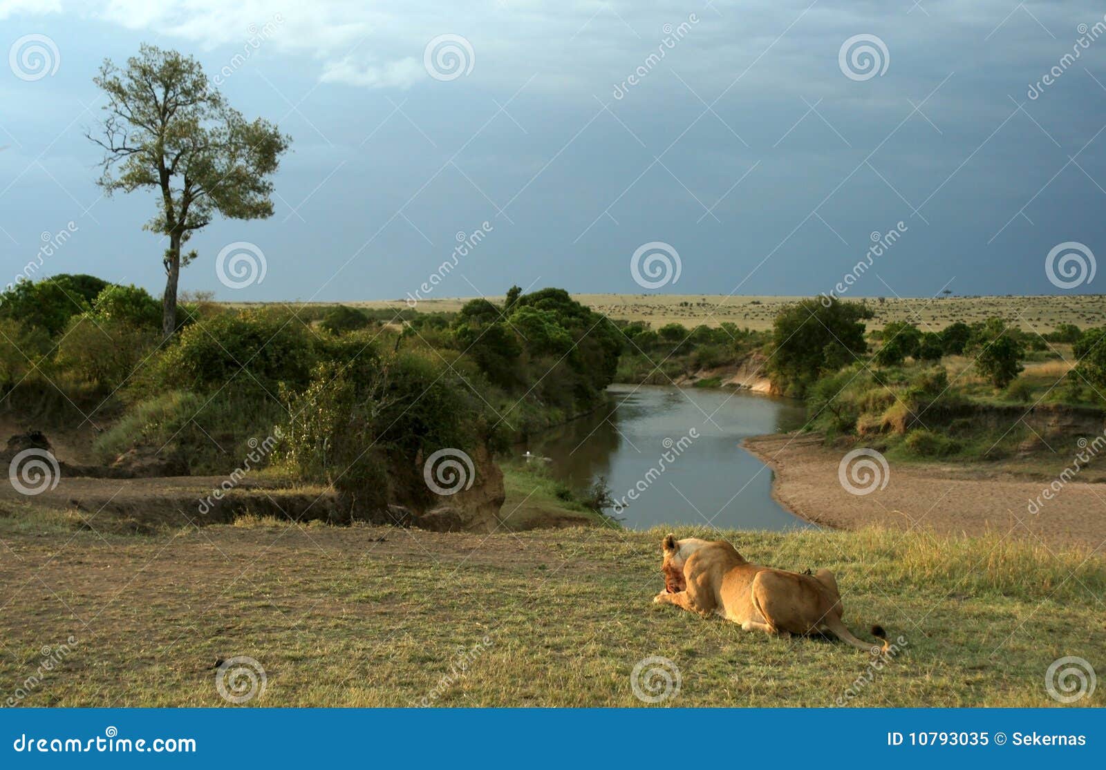 Lion landscape stock image. Image of maasai, africa, safaris - 10793035