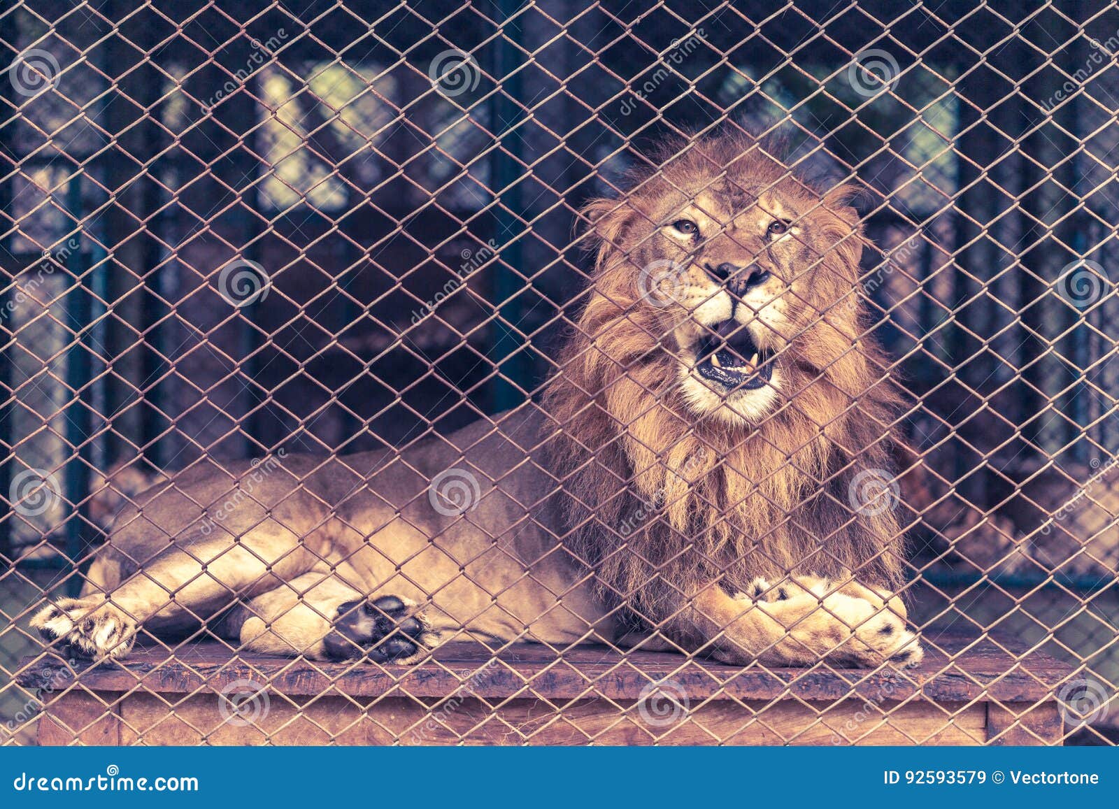 A lion in the large cage. stock image. Image of life - 92593579
