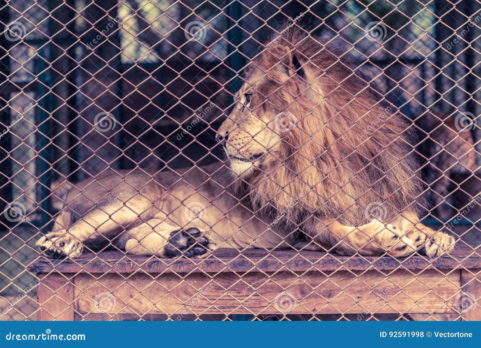 A lion in the large cage. stock photo. Image of body - 92591998