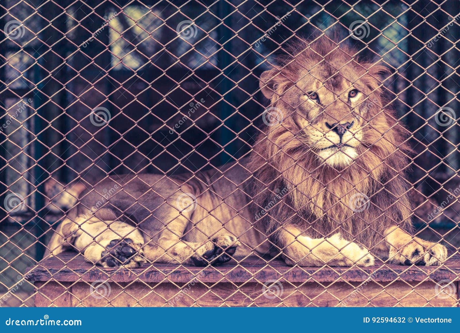 A lion in the large cage. stock photo. Image of direct - 92594632