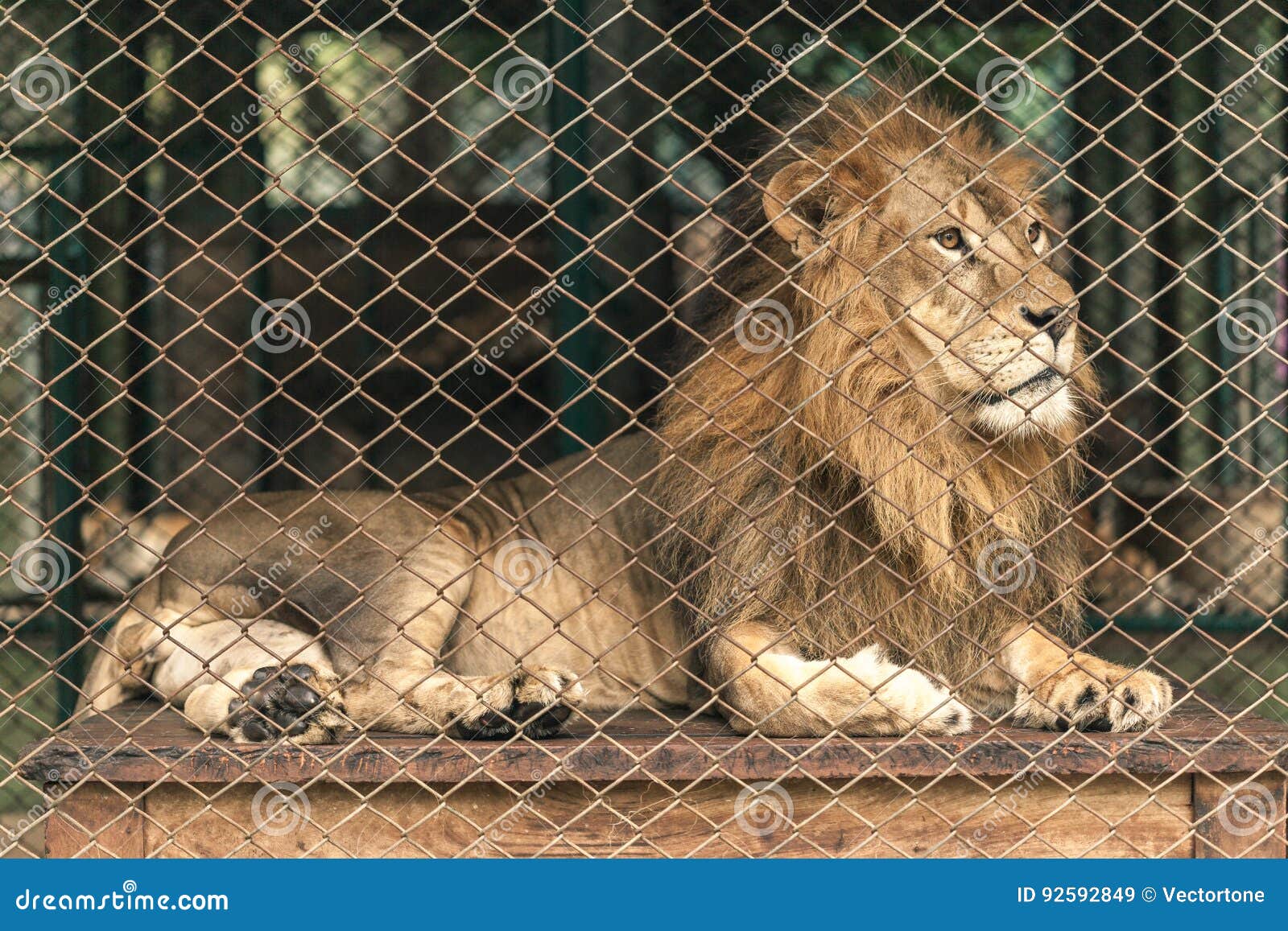 A lion in the large cage. stock image. Image of african - 92592849