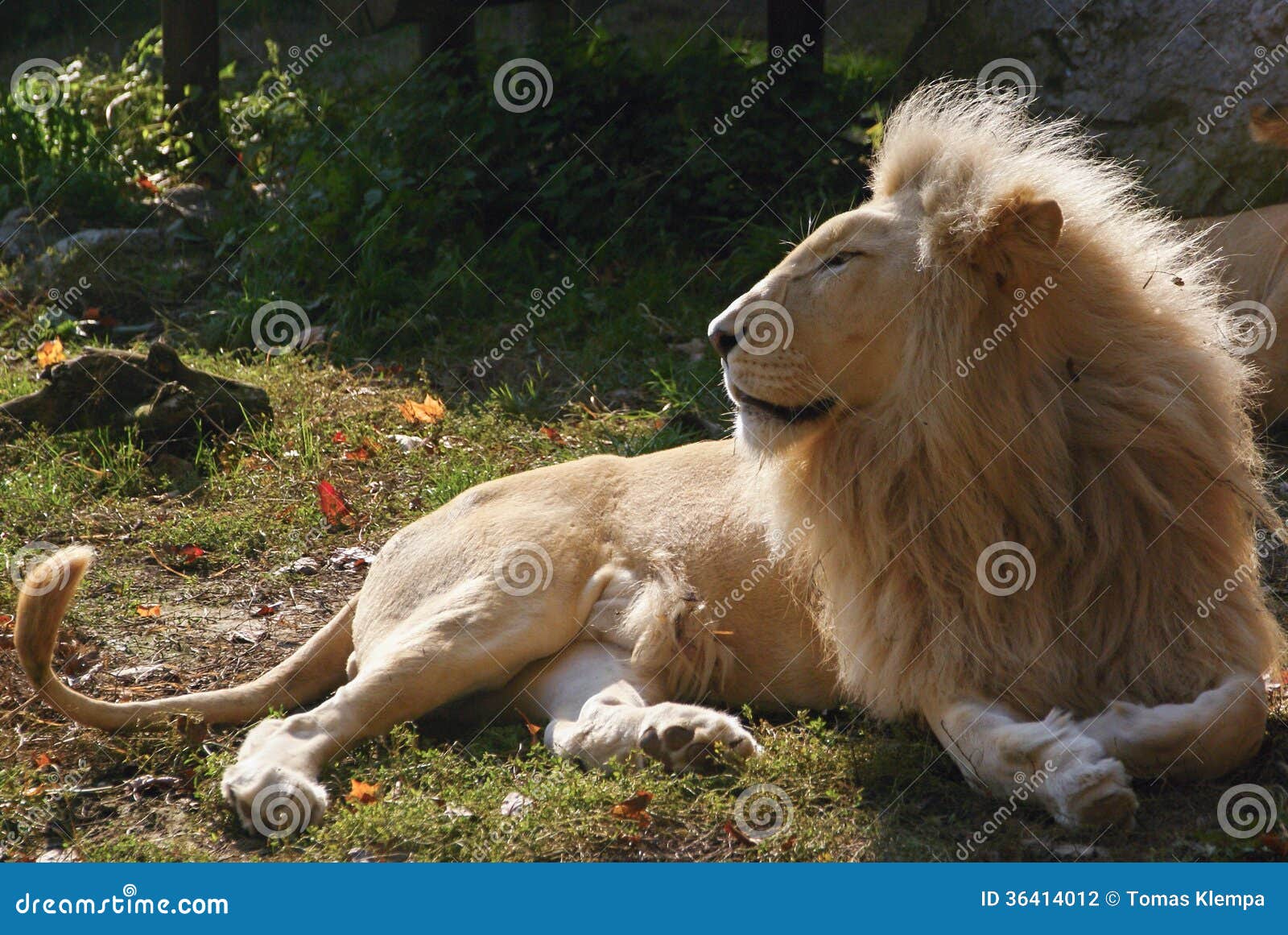 Lion laying stock photo. Image of africa, king, wild - 36414012