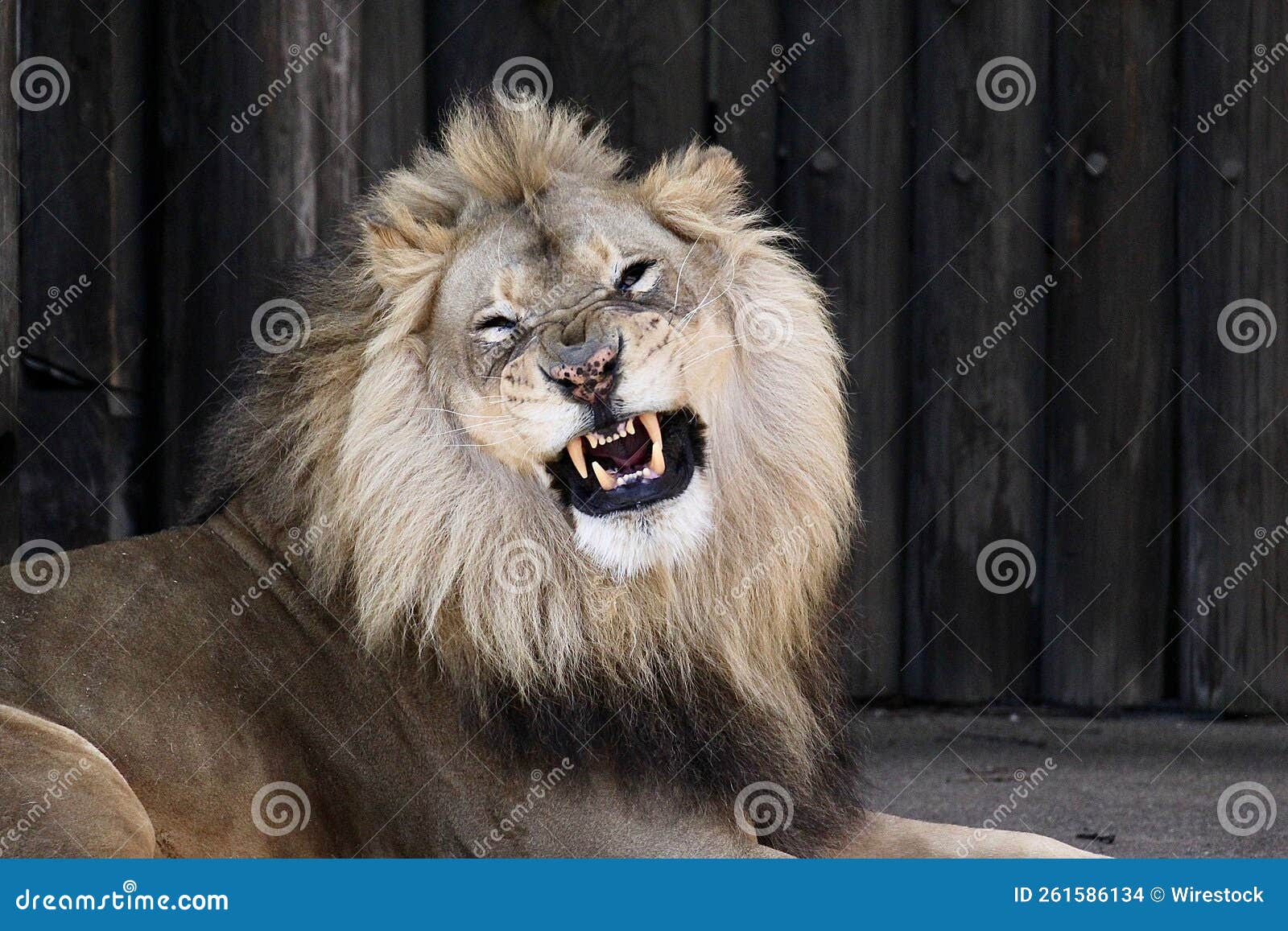 Lion Laying on the Ground and Roaring Stock Photo - Image of majestic ...