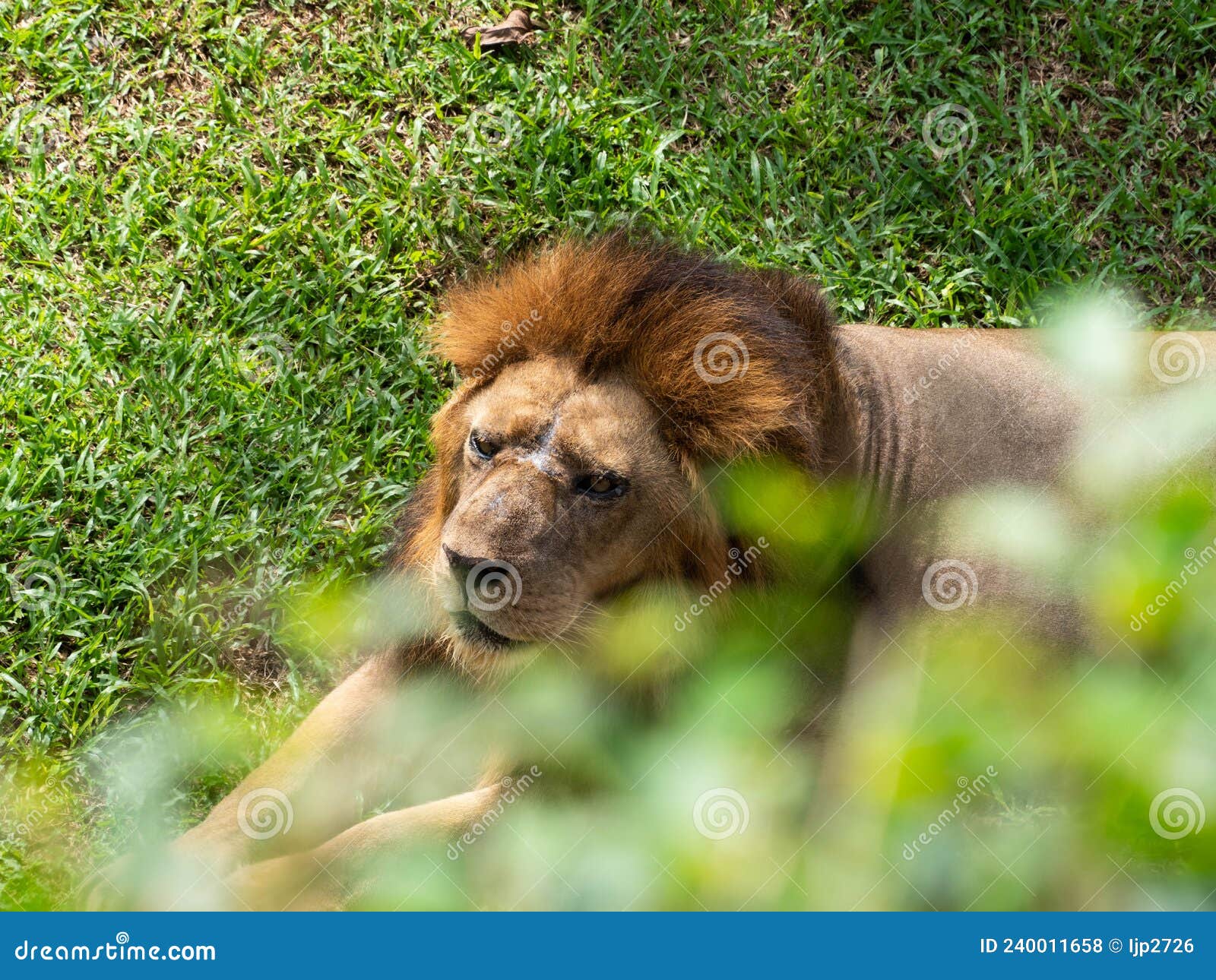 A lion laying on the land stock photo. Image of africa - 240011658