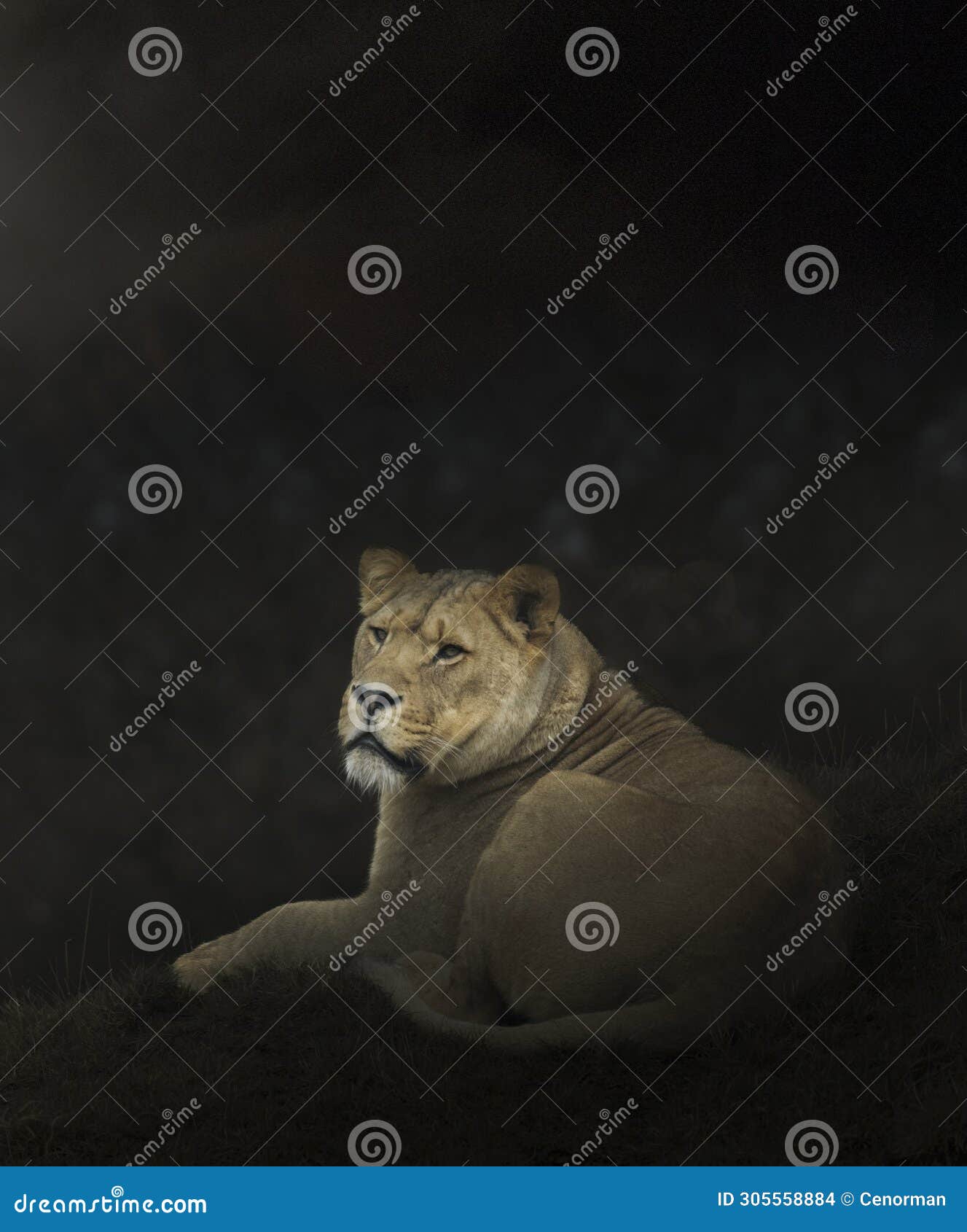Lion Laying in the Moonlight Stock Photo - Image of moonlight, laying ...