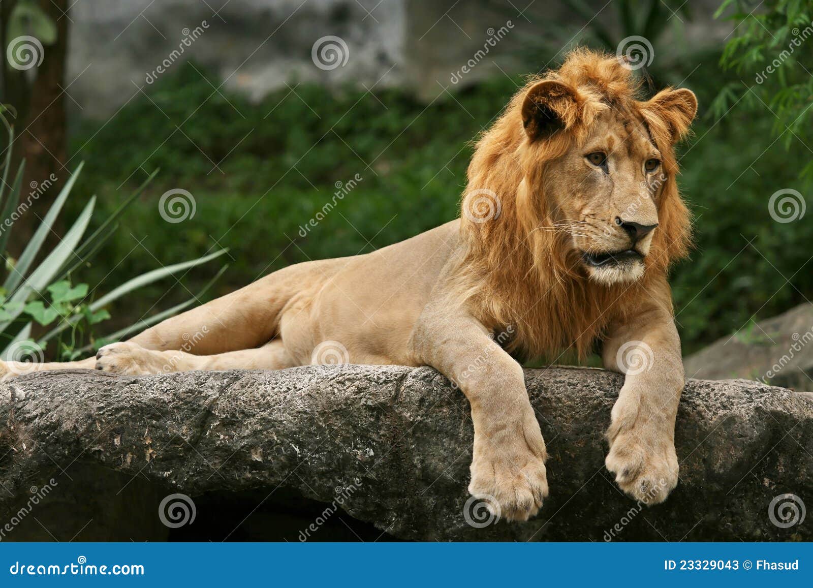 Lion Laying In The Grass, Male Lion Royalty-Free Stock Photography ...