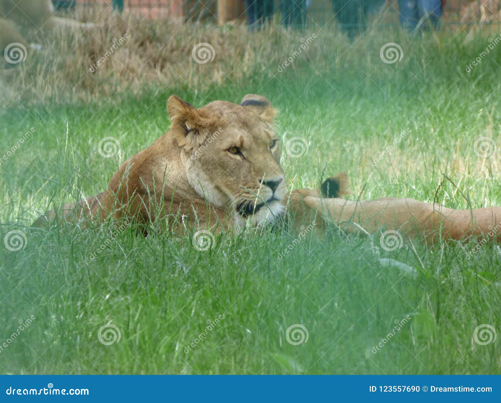 Lion laying in wait stock photo. Image of feeding, food - 123557690