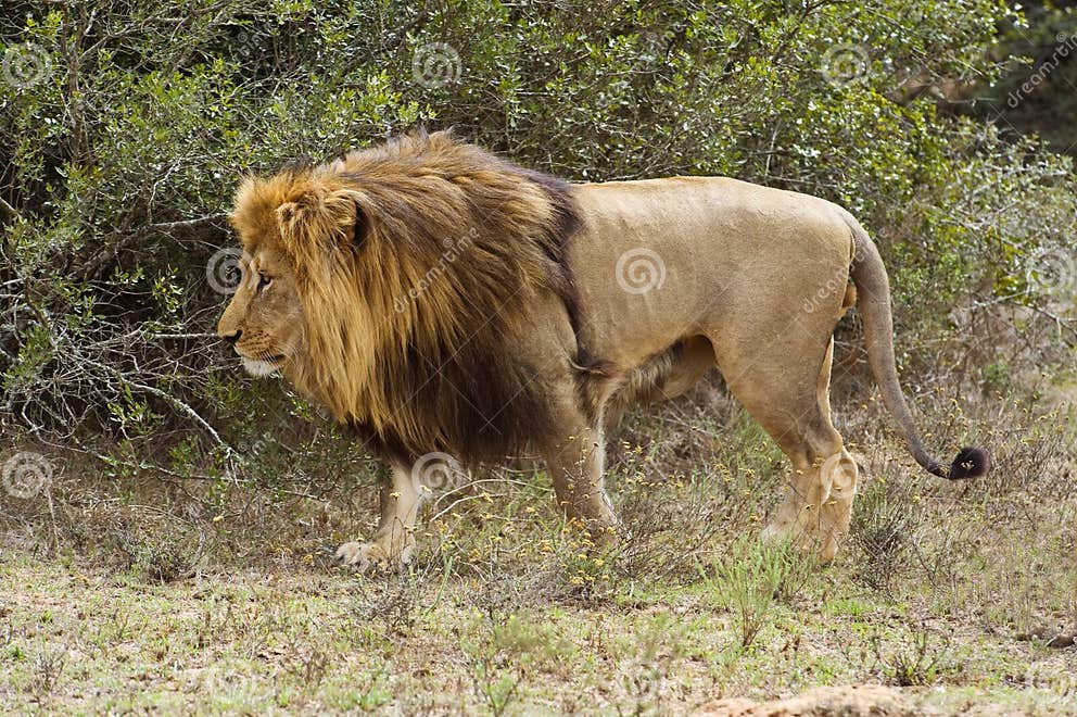 Lion Leader stock photo. Image of africa, dominant, south - 9183970