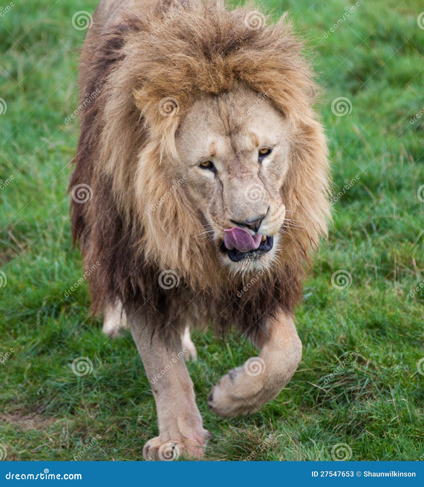 Lion licking lips stock image. Image of muzzle, lion - 27547653